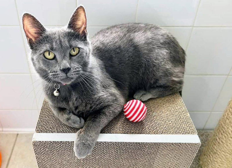 Cats for Adoption in Harriman, Tennessee | Alpha Paw