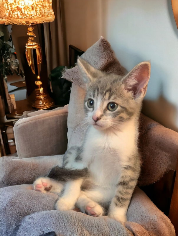 Cats for Adoption in Farragut, Tennessee | Alpha Paw
