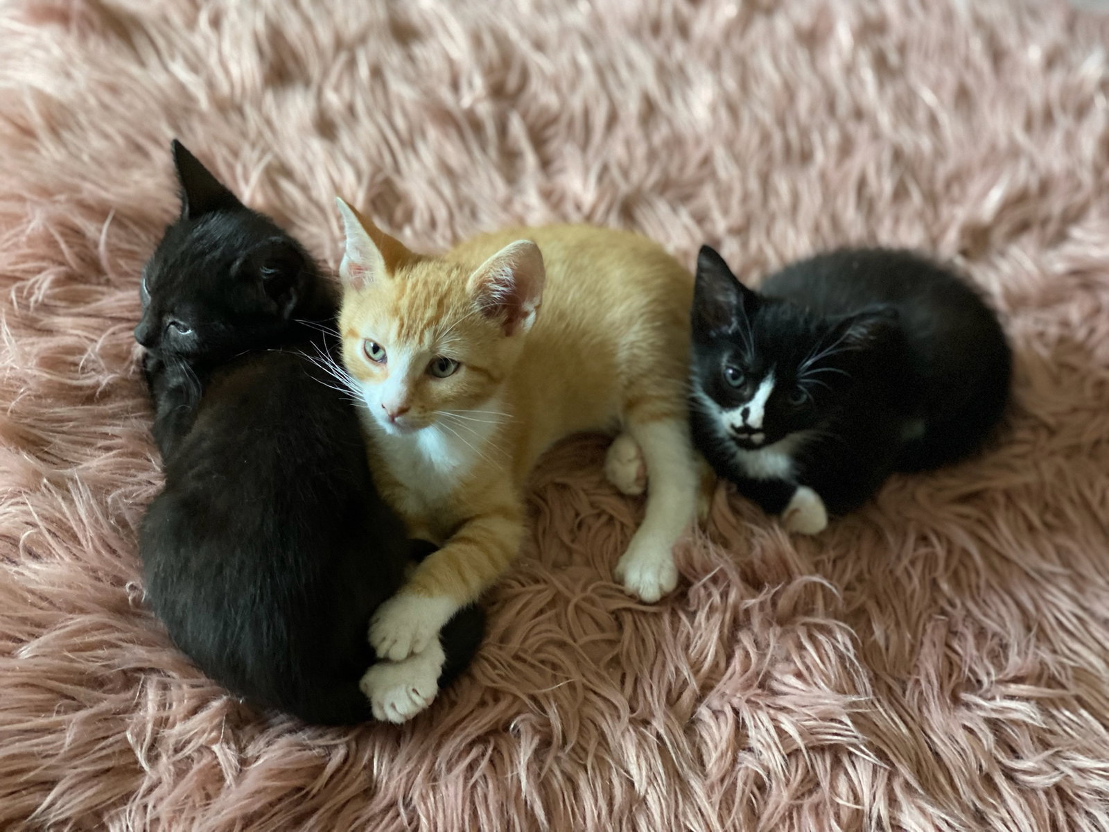 Cats for Adoption in Mayflower Village, California | Alpha Paw