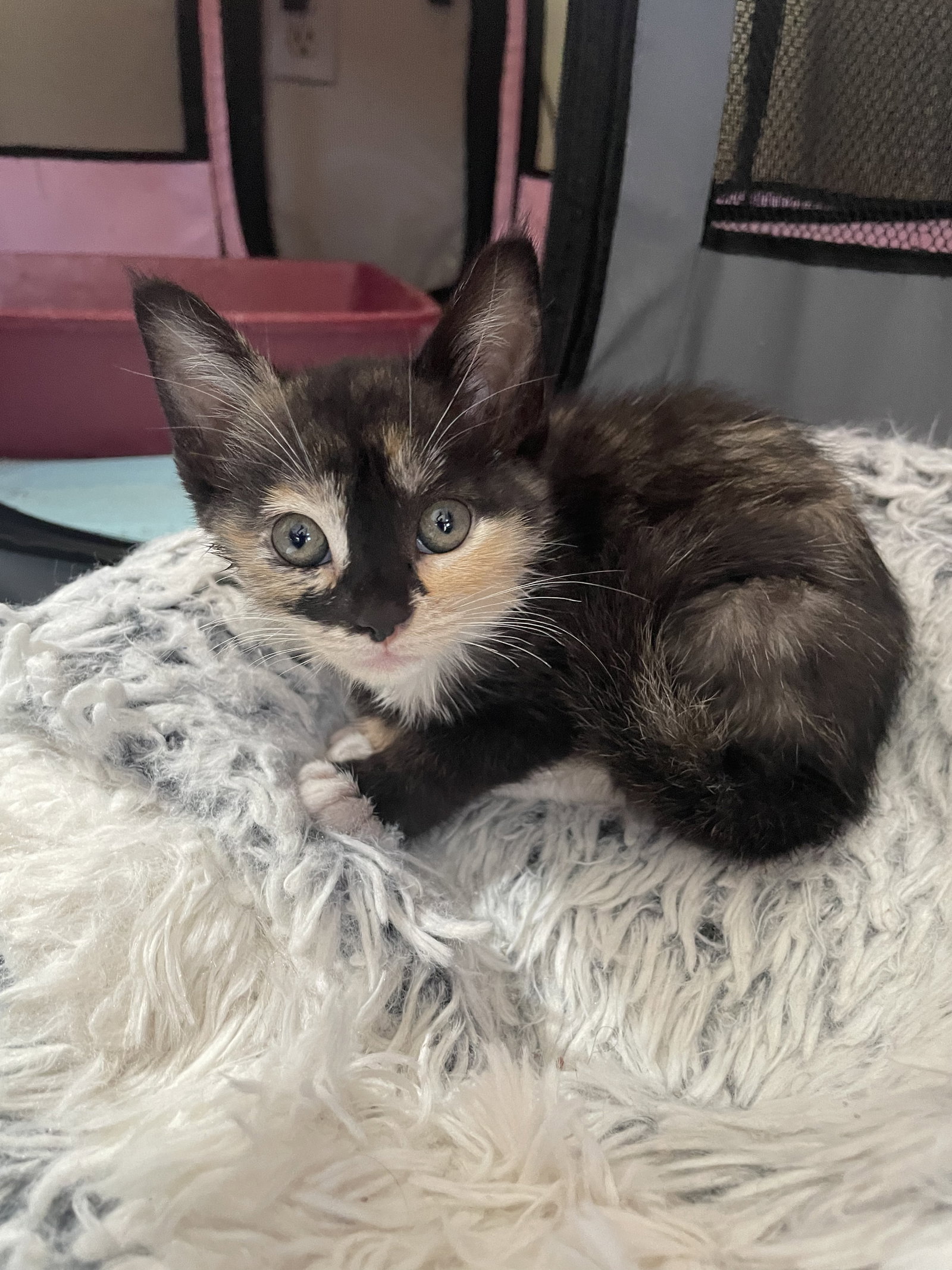 Cats for Adoption in Escondido, California | Alpha Paw