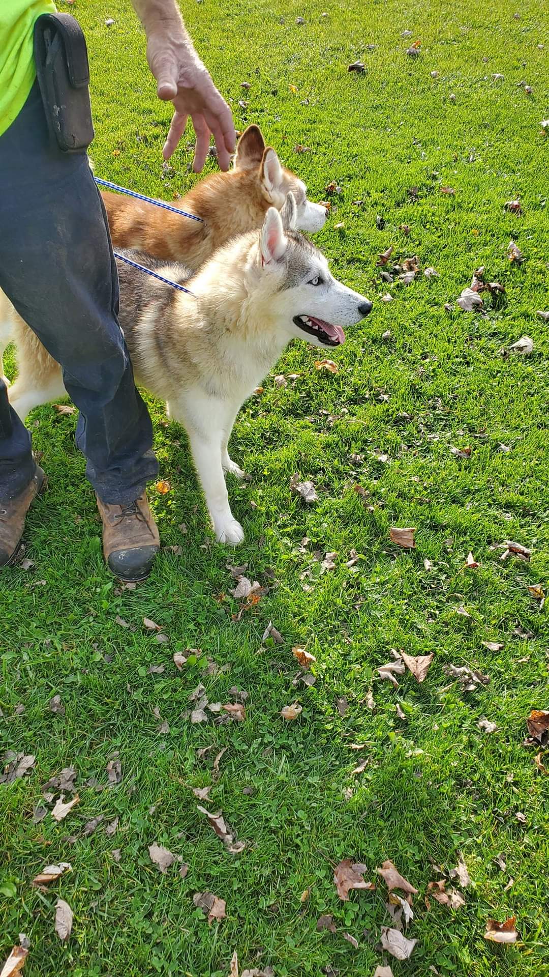 Dog for Adoption - Hardy, a Siberian Husky in Hamlin, NY | Alpha Paw