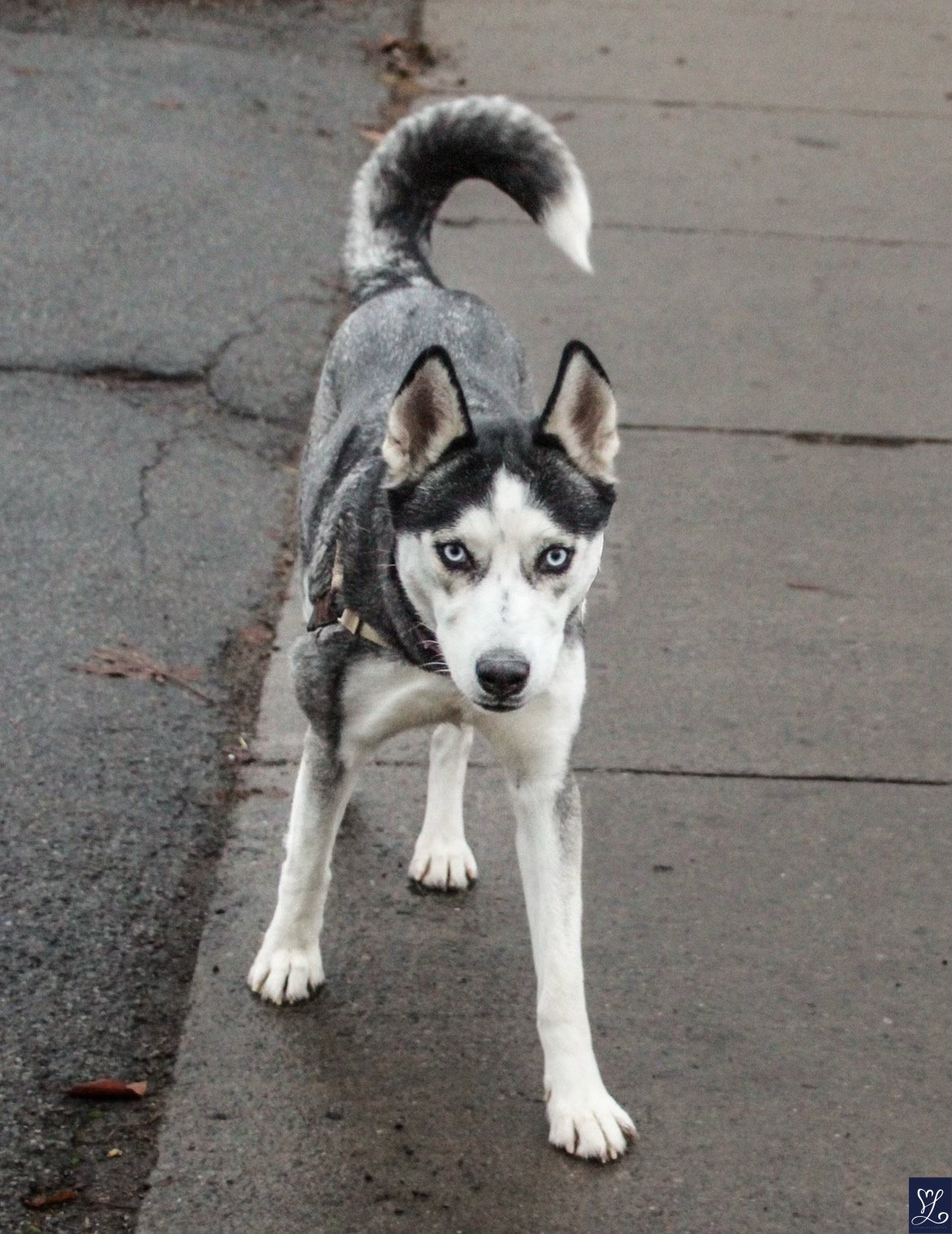 Dog for Adoption - Nina, a Husky in Angola On The Lake, NY | Alpha Paw