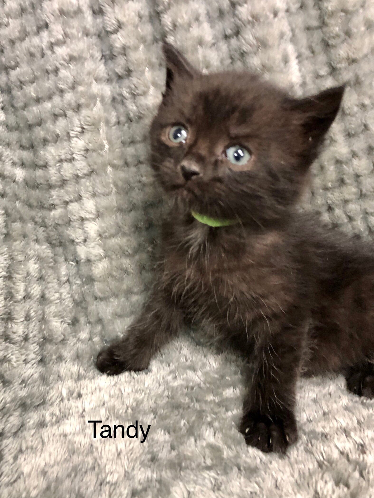 Tandy's Web Page
