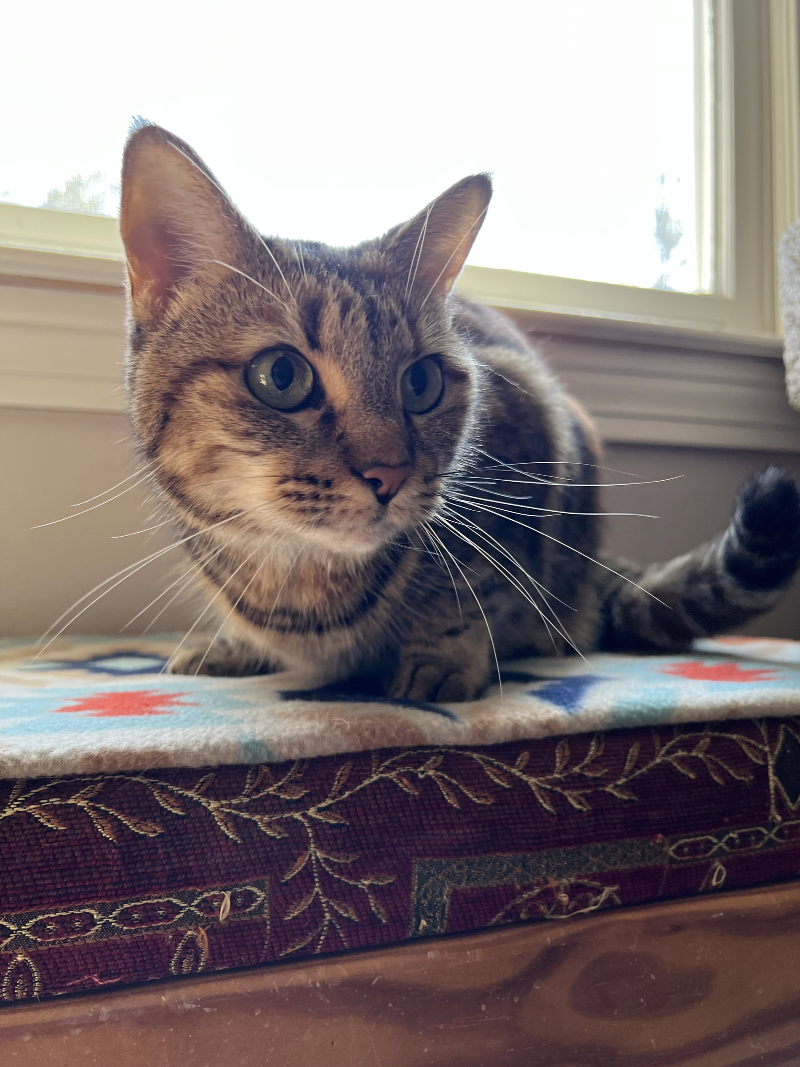 Cats for Adoption in Atlanta, Georgia | Alpha Paw