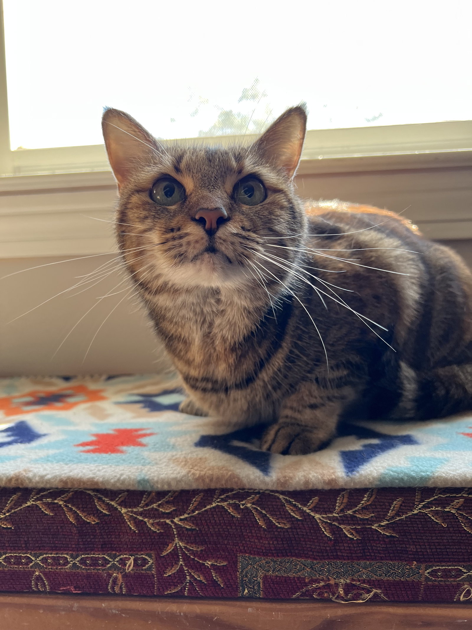 Cats for Adoption in Atlanta, Georgia | Alpha Paw