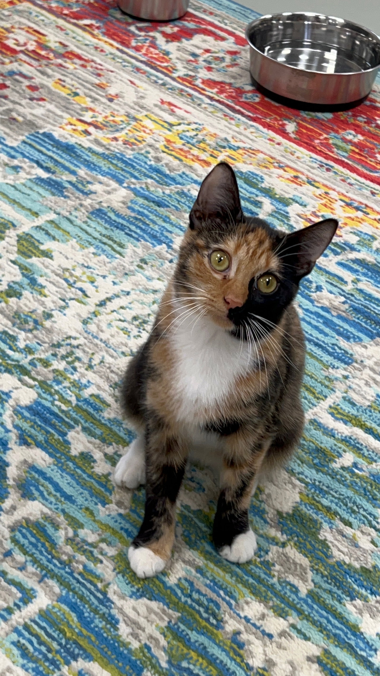 Cats for Adoption in Atlanta, Georgia | Alpha Paw