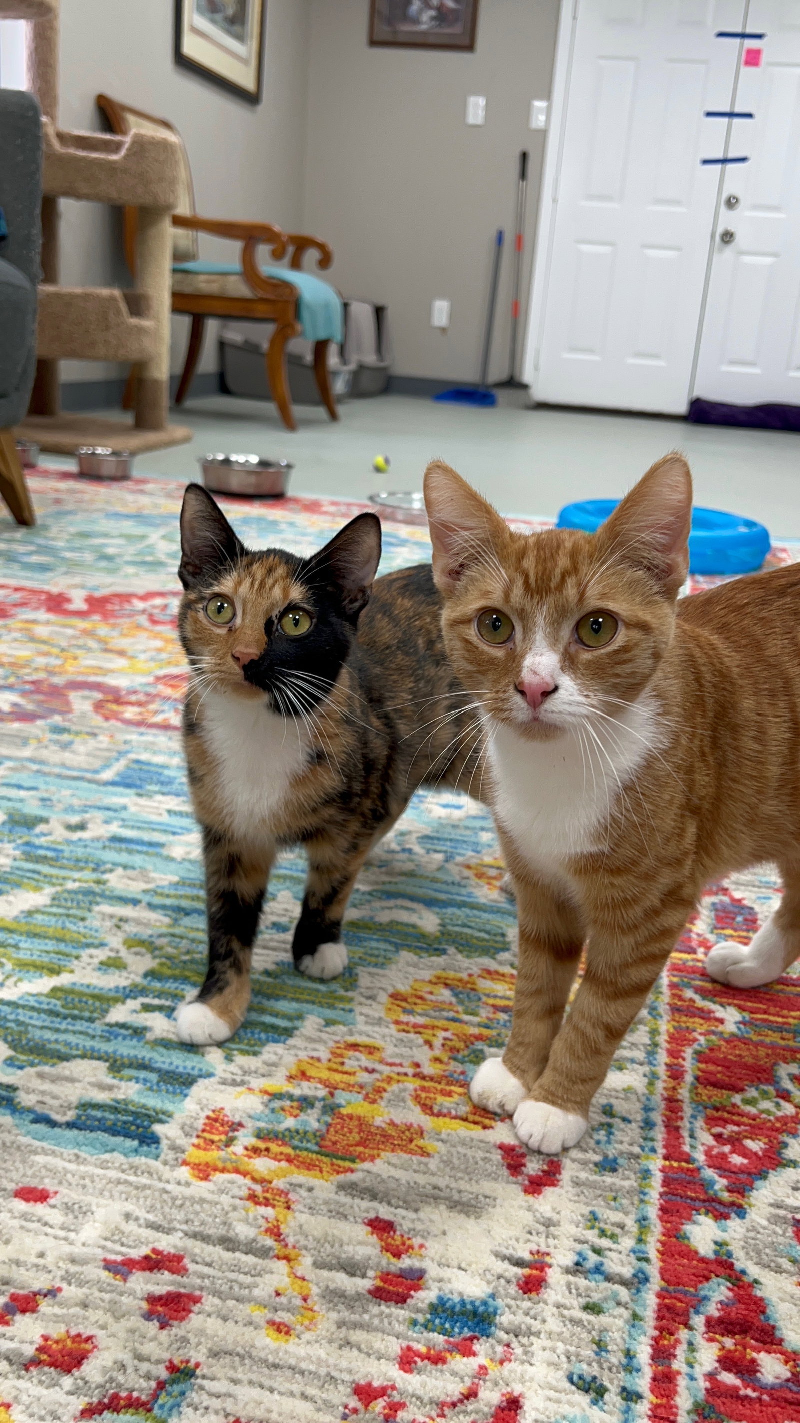 Cats for Adoption in Atlanta, Georgia | Alpha Paw