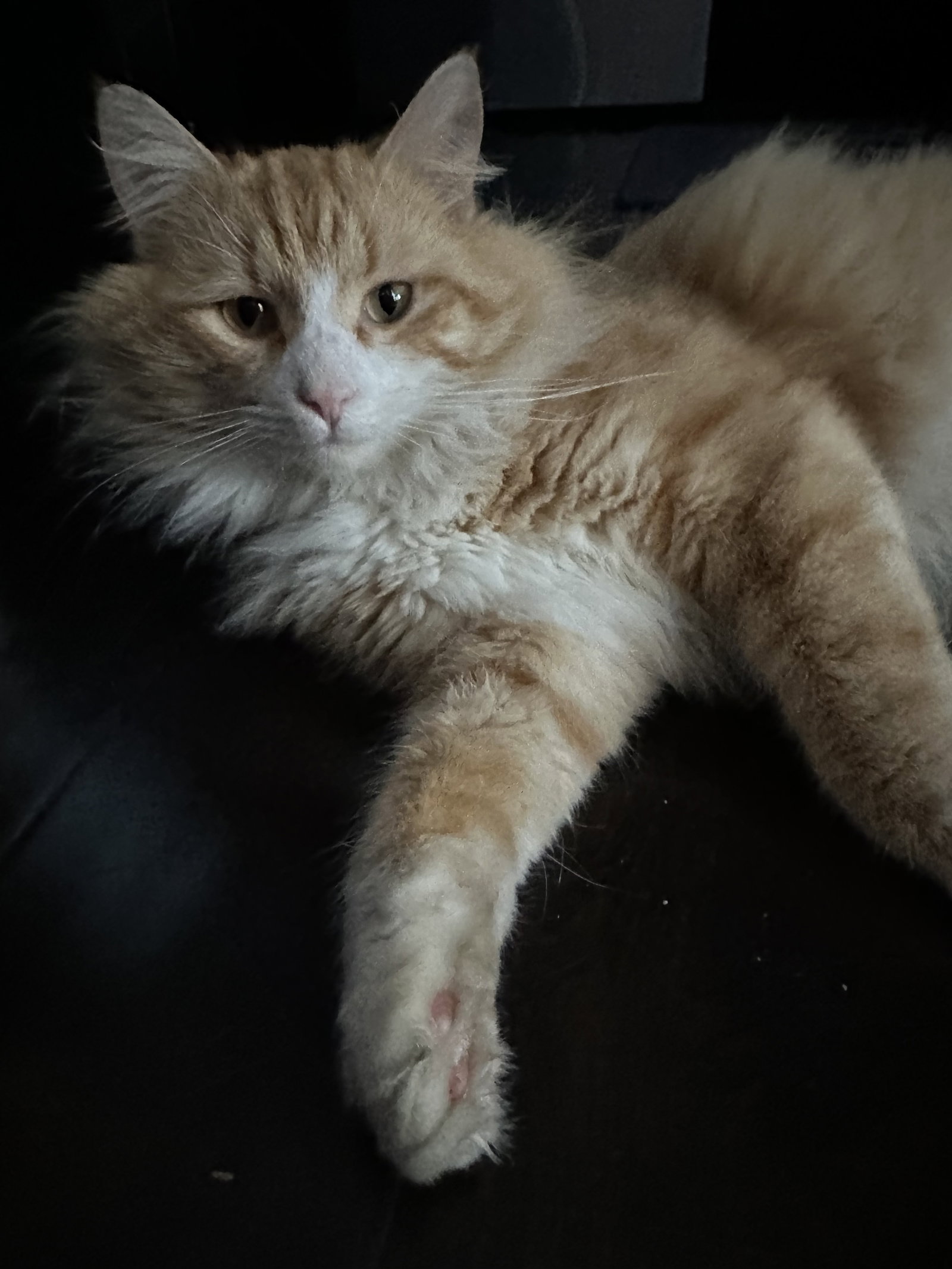 Cats for Adoption in Cartersville, Georgia | Alpha Paw