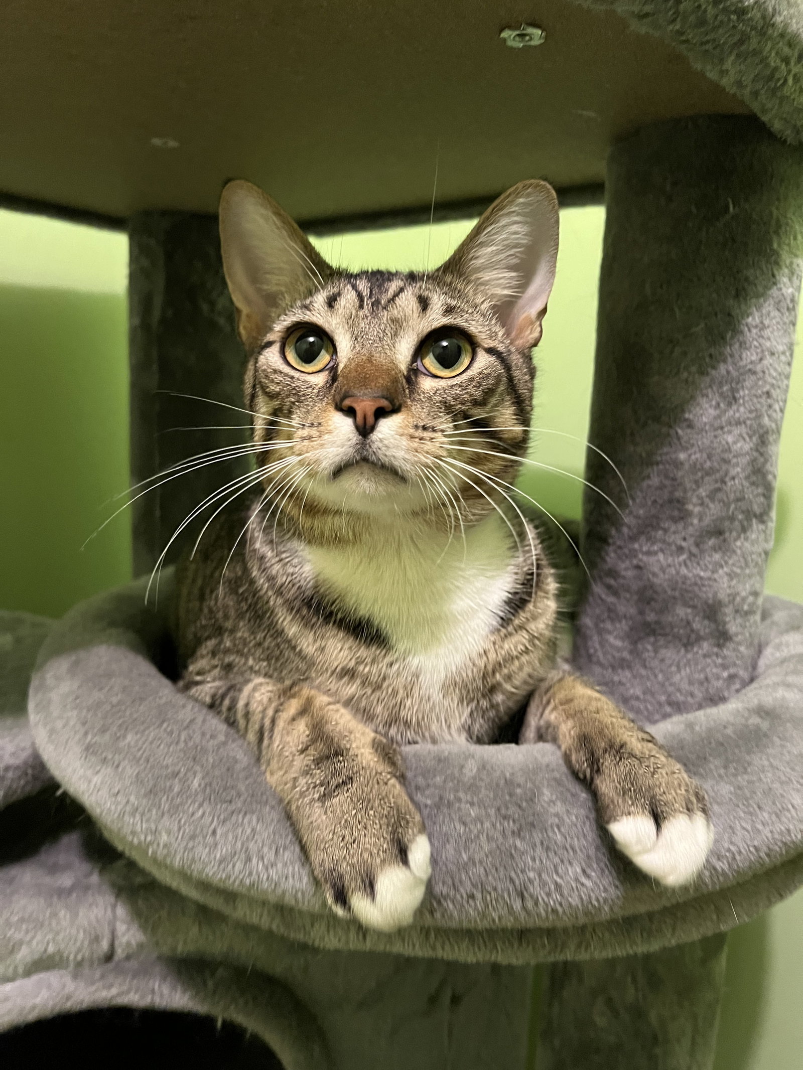 Cats for Adoption in Atlanta, Georgia | Alpha Paw