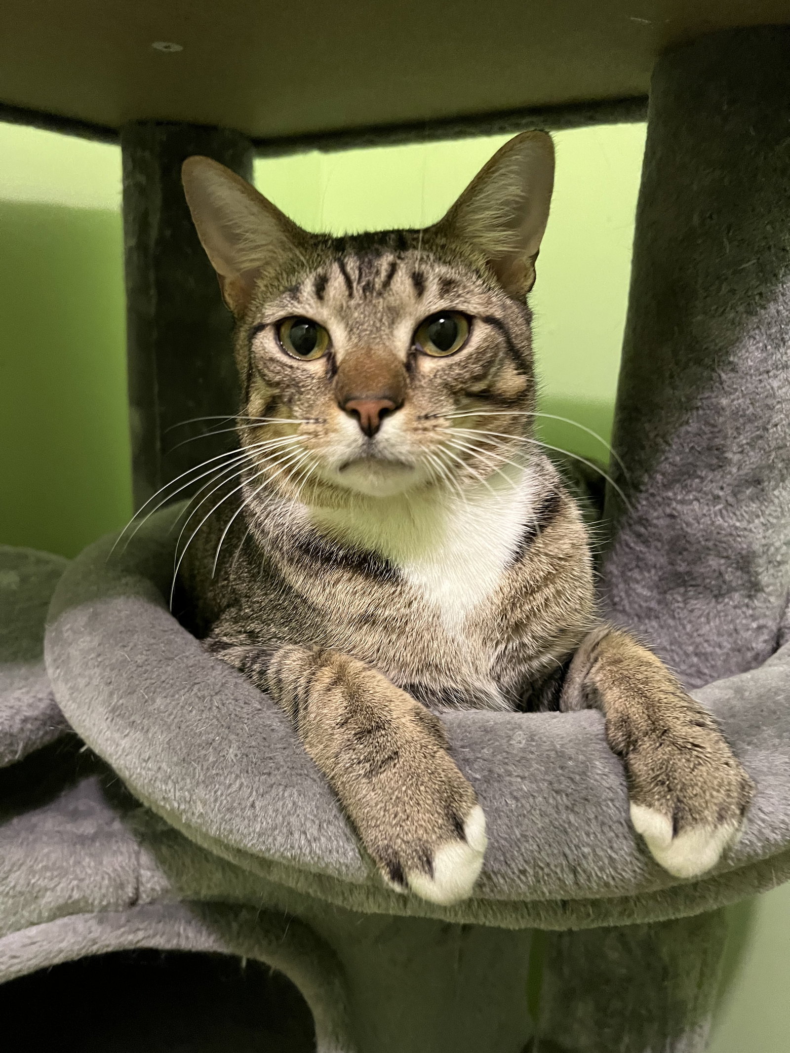 Cats for Adoption in Atlanta, Georgia | Alpha Paw