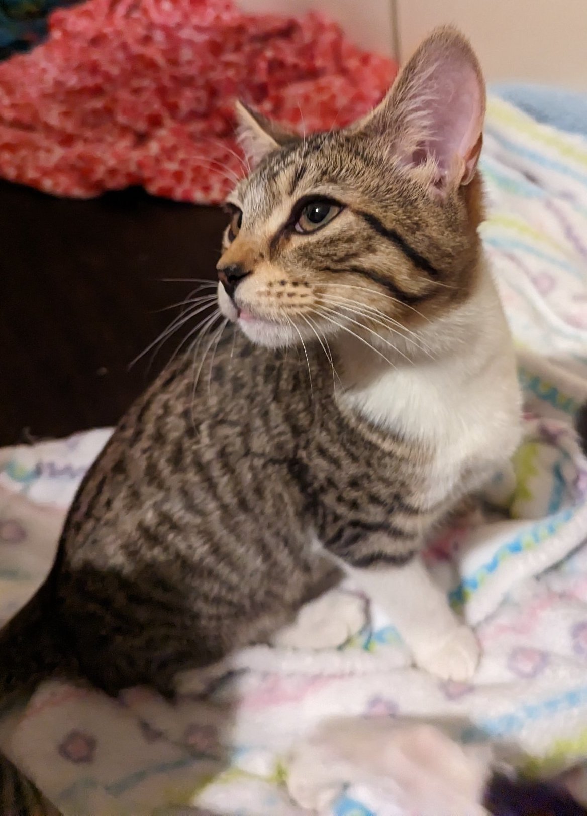 Cats for Adoption in Canton, Georgia | Alpha Paw