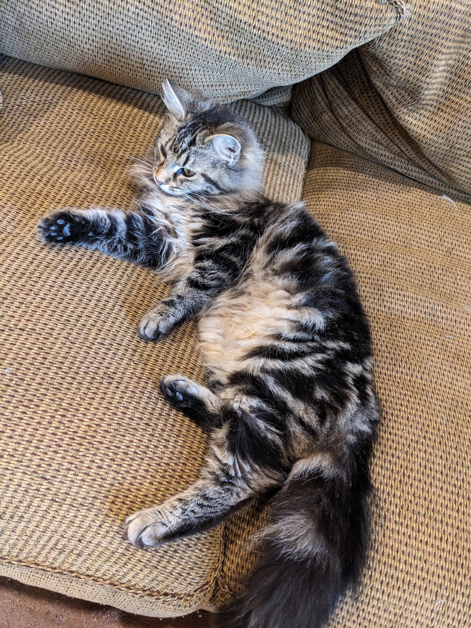 Cats for Adoption in Atlanta, Georgia | Alpha Paw