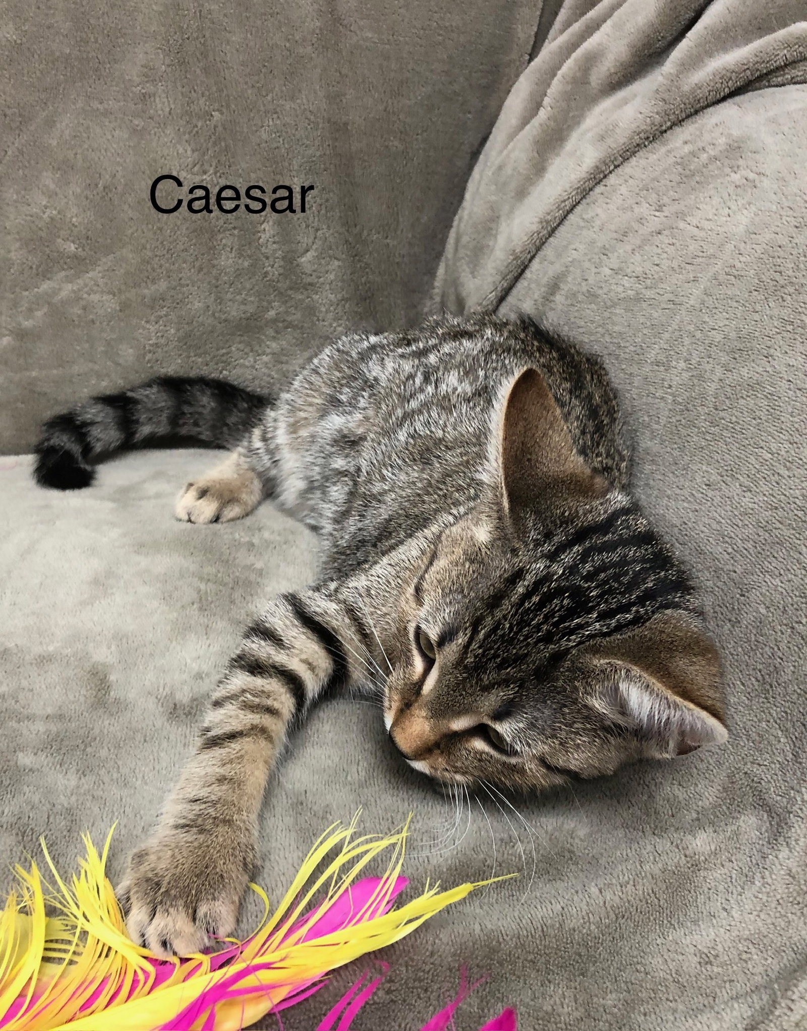 Caesar's Web Page