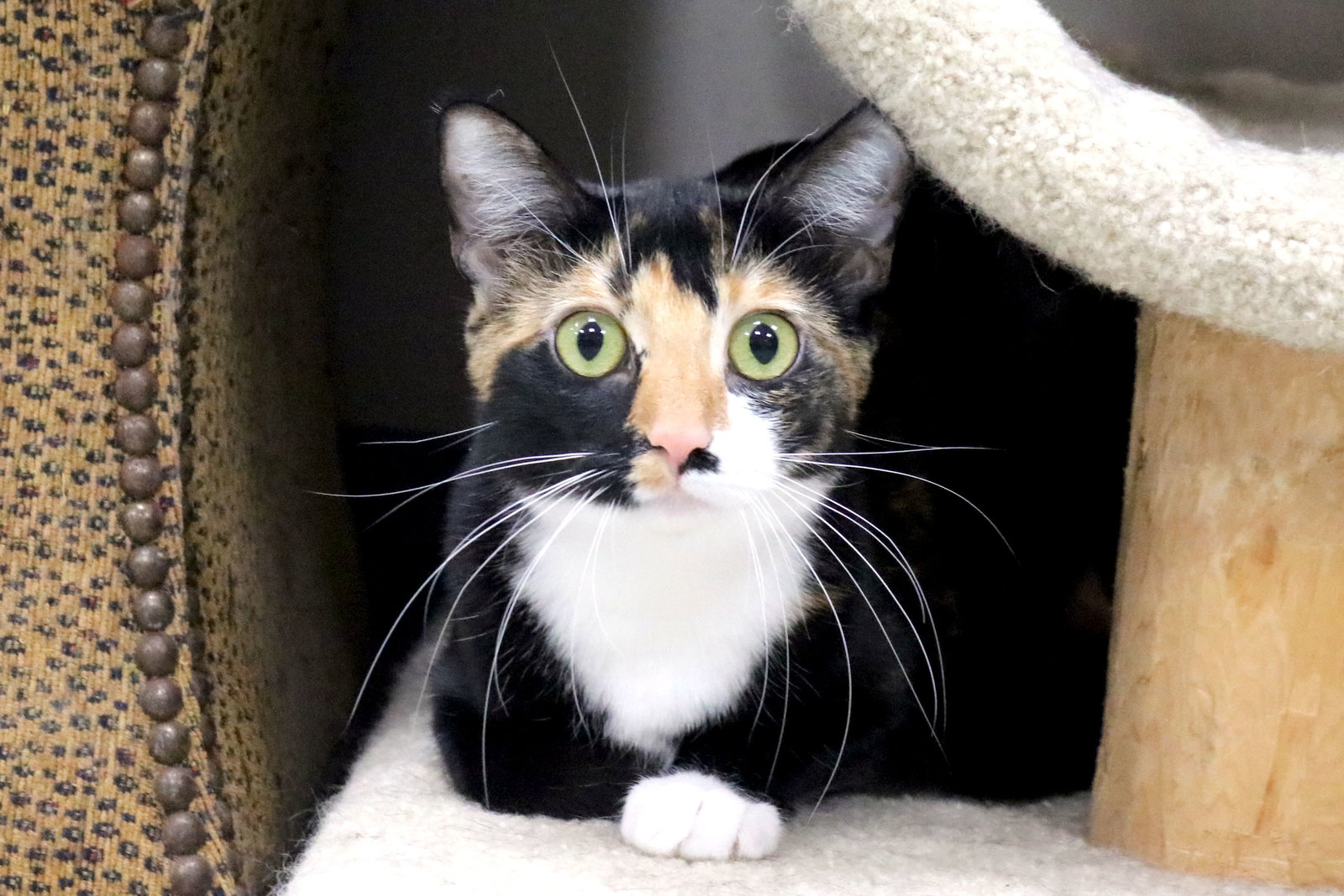 Katnip's Web Page