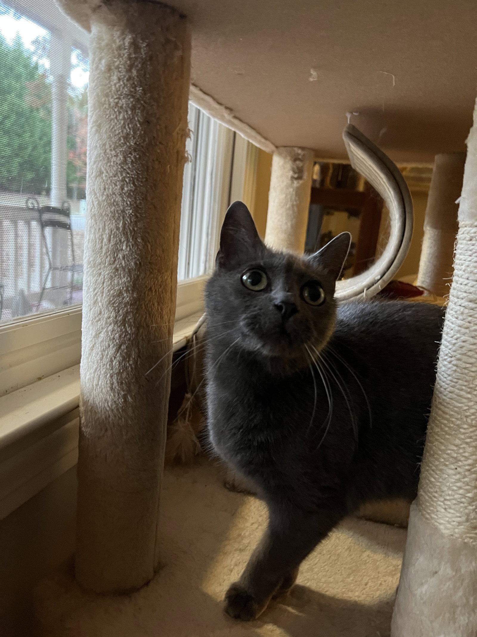Cats for Adoption in Decatur, Georgia | Alpha Paw