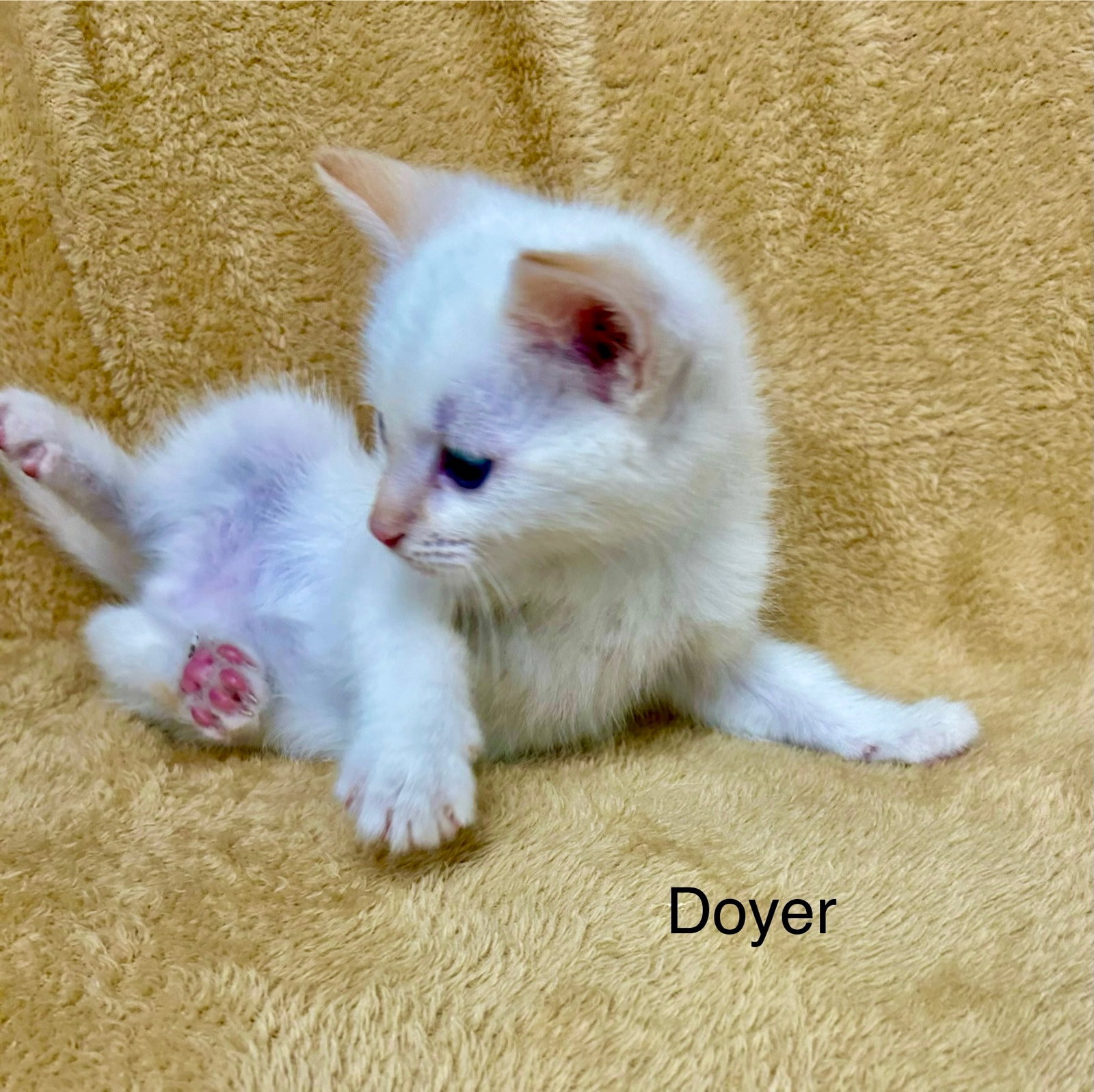 Doyer's Web Page