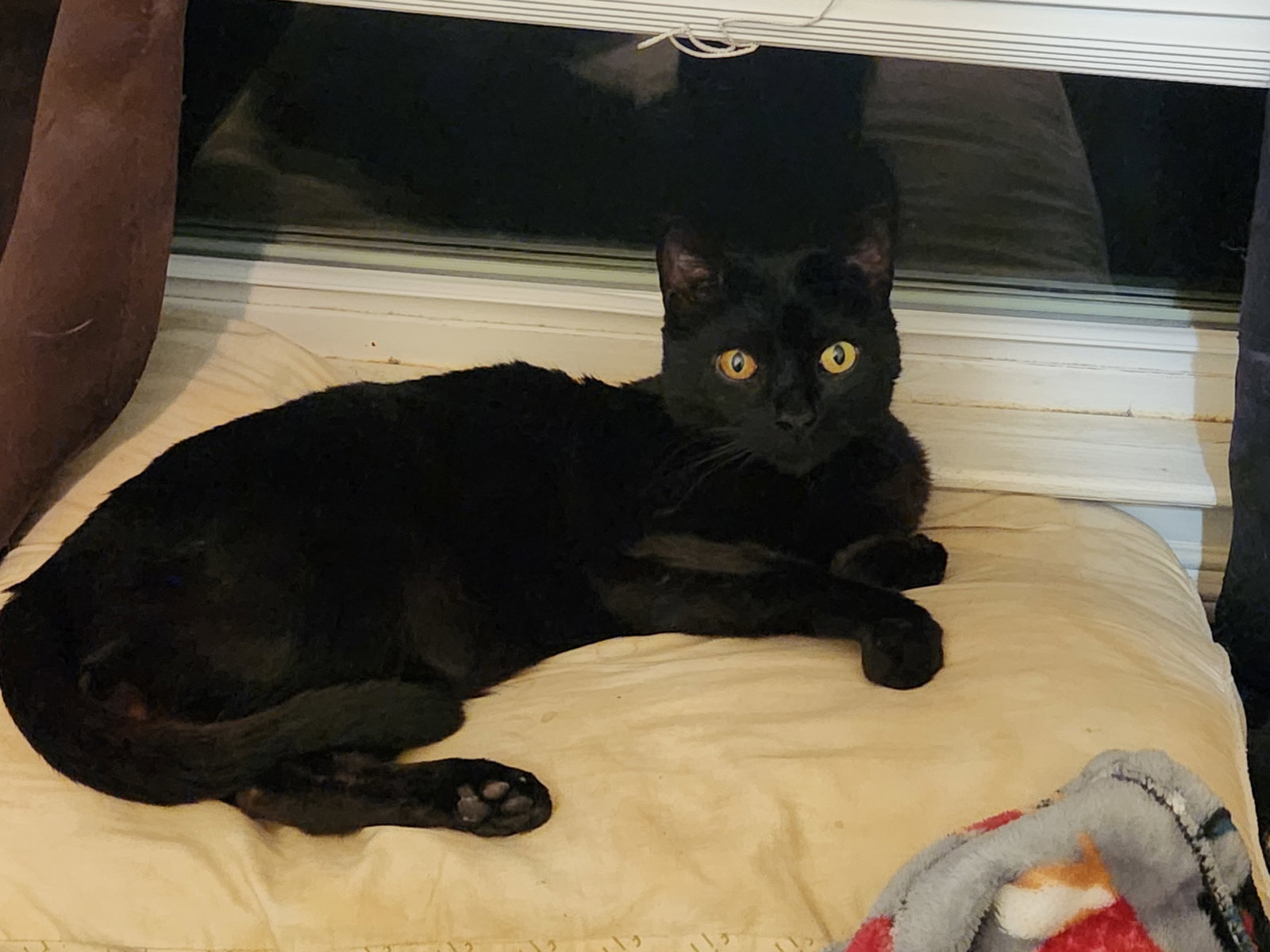 Cats for Adoption in Athens, Georgia | Alpha Paw