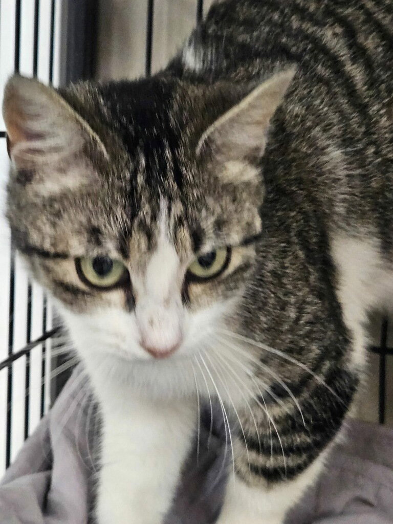 Cats for Adoption in Atlanta, Georgia | Alpha Paw