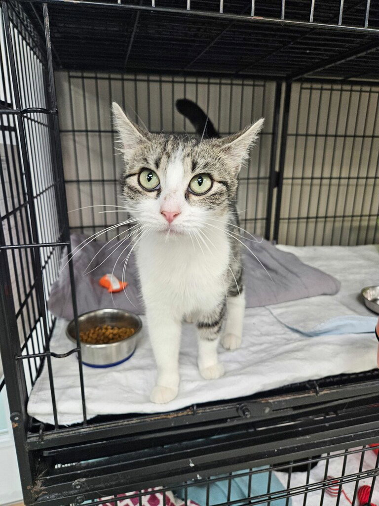 Cats for Adoption in Atlanta, Georgia | Alpha Paw