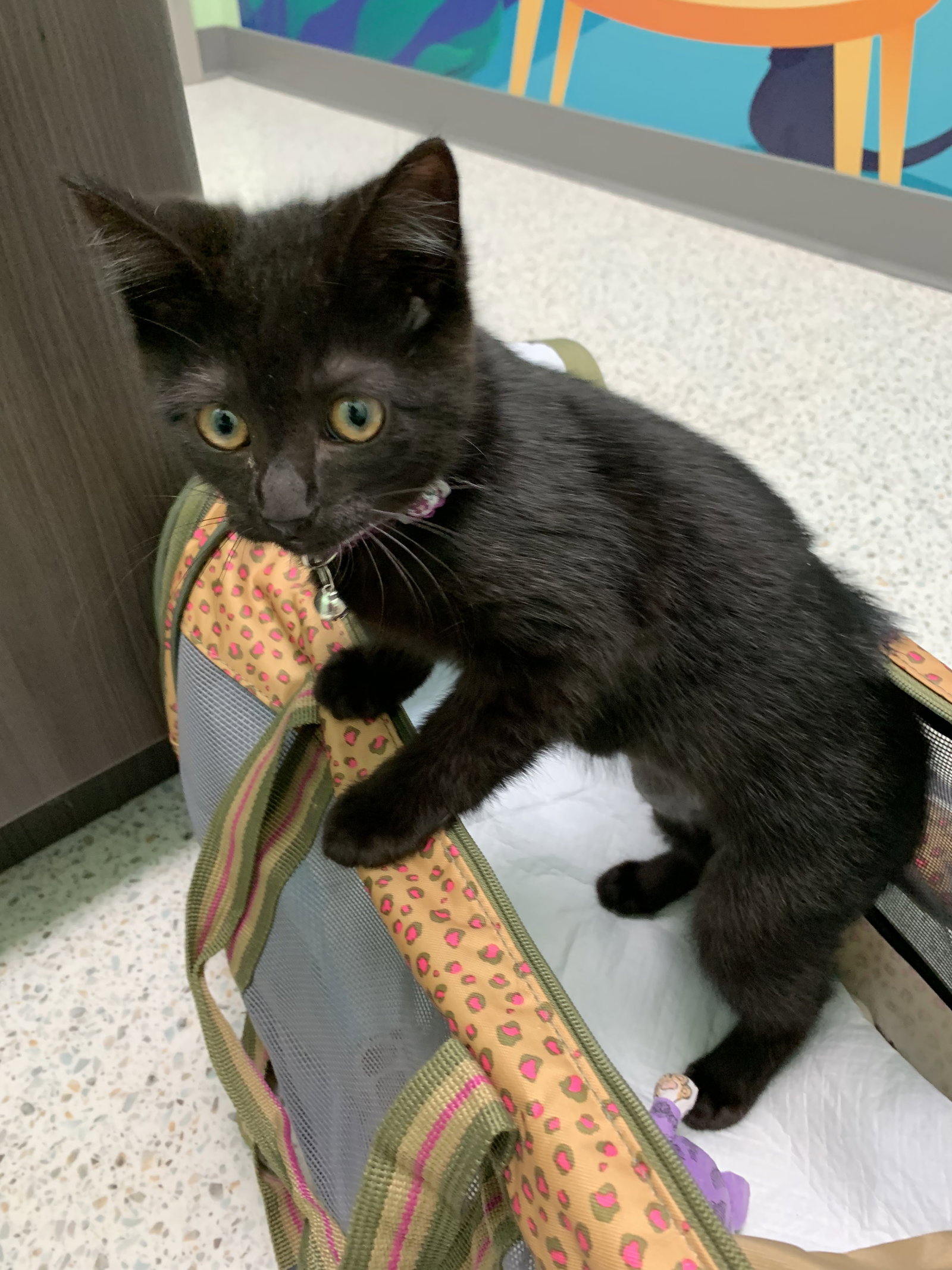 Cats for Adoption in Atlanta, Georgia | Alpha Paw