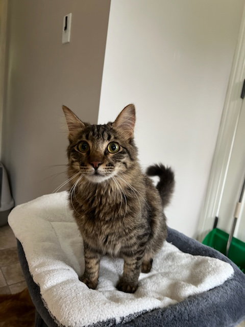 Mister Misty's Web Page