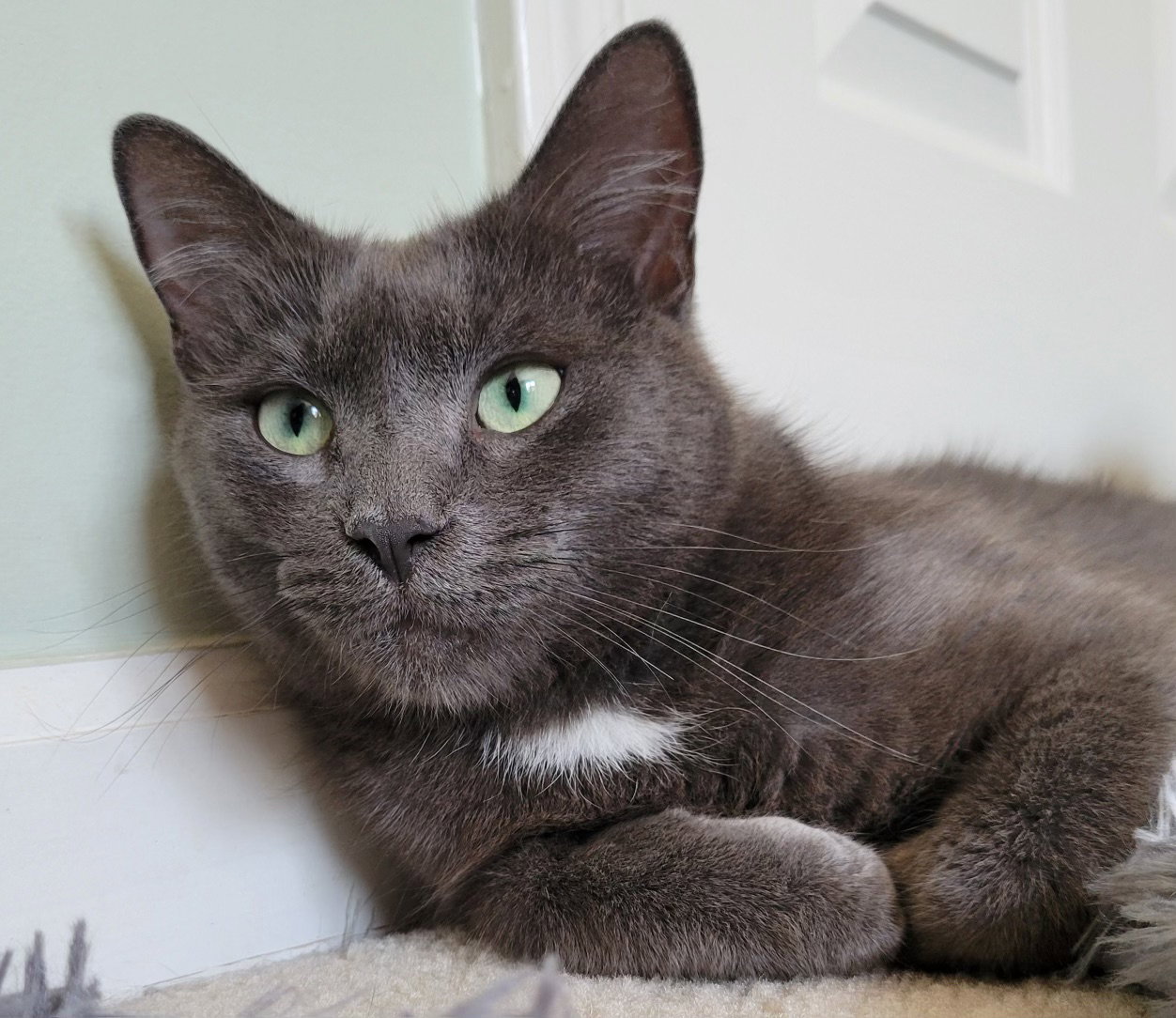 Cats for Adoption in Decatur, Georgia | Alpha Paw