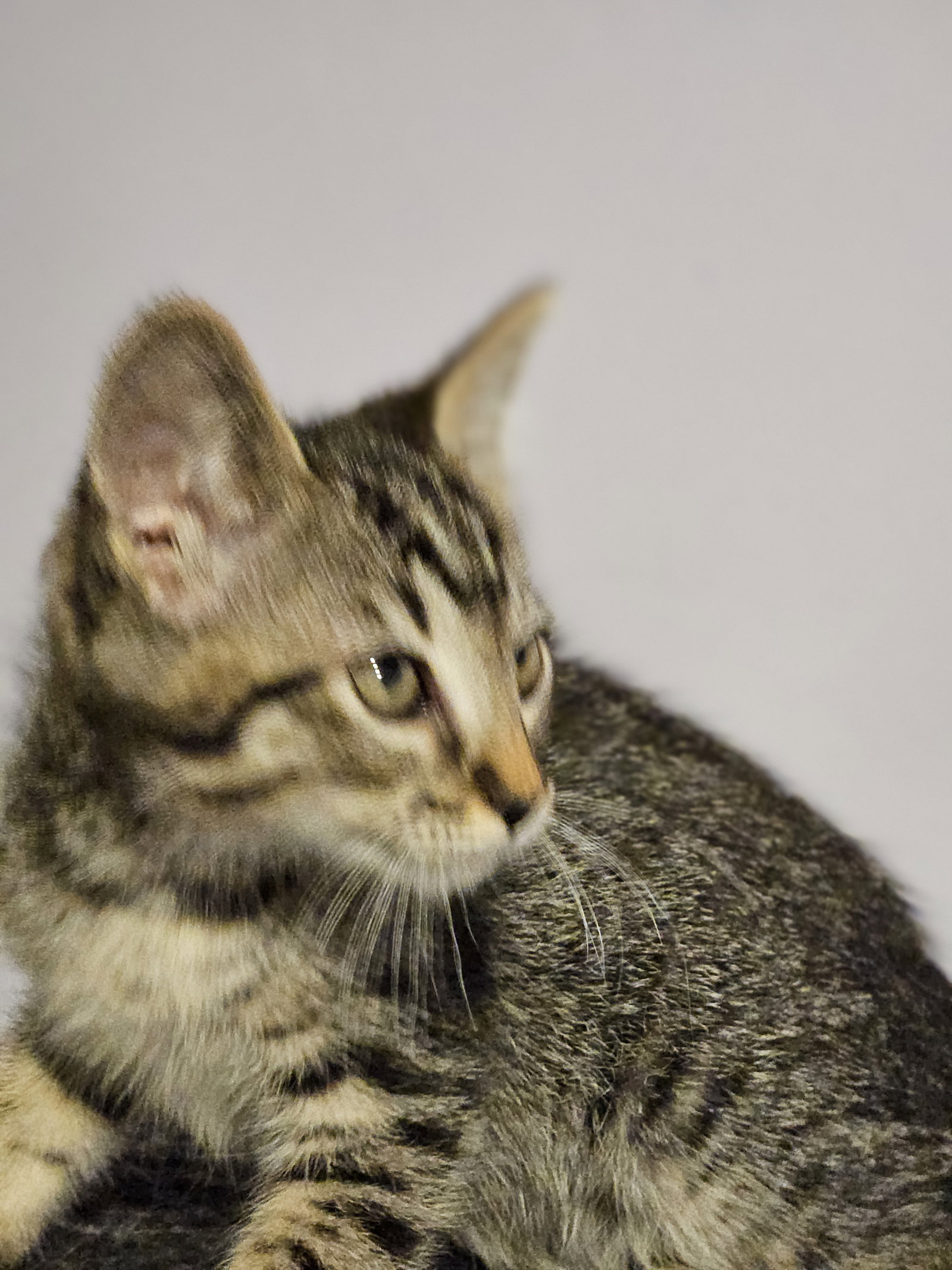 Cats for Adoption in Cobb County, Georgia | Alpha Paw