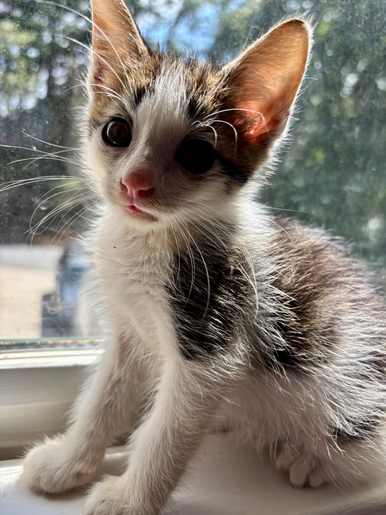 Cats for Adoption in Athens, Georgia | Alpha Paw