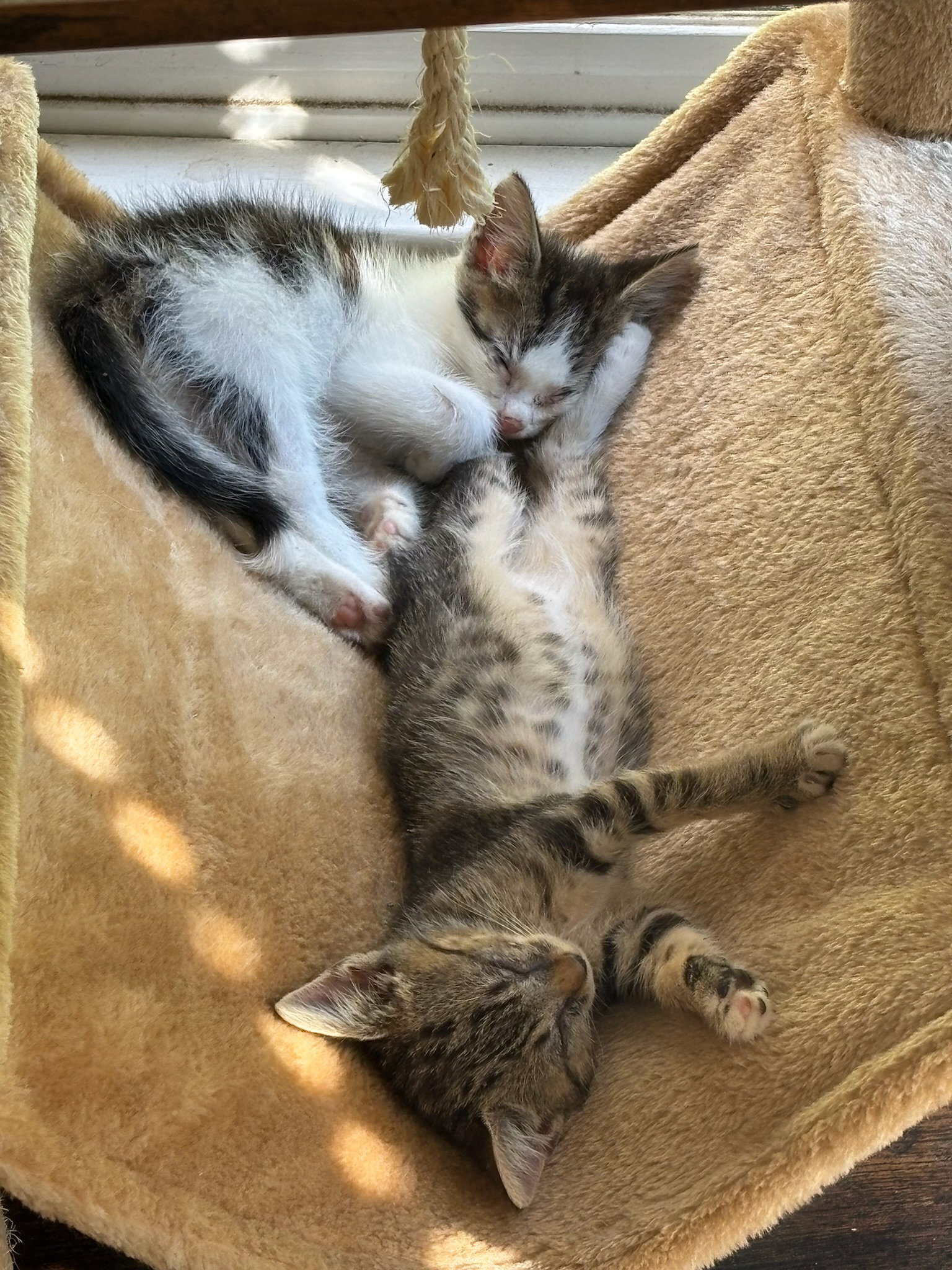 Cats for Adoption in Athens, Georgia | Alpha Paw