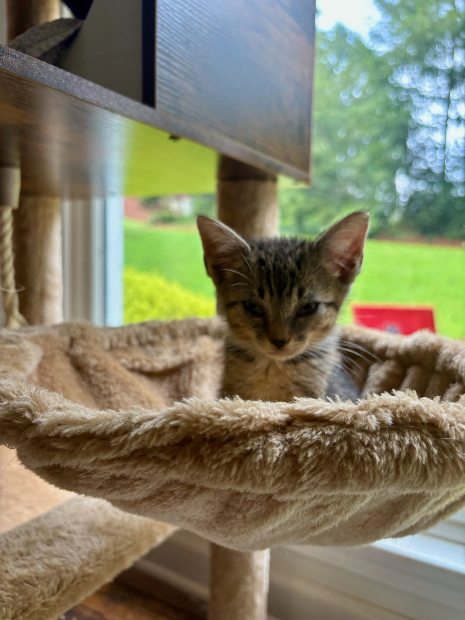 Cats for Adoption in Athens, Georgia | Alpha Paw