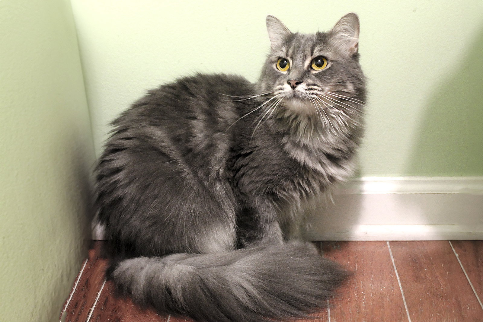 Cats for Adoption in Canton, Georgia | Alpha Paw