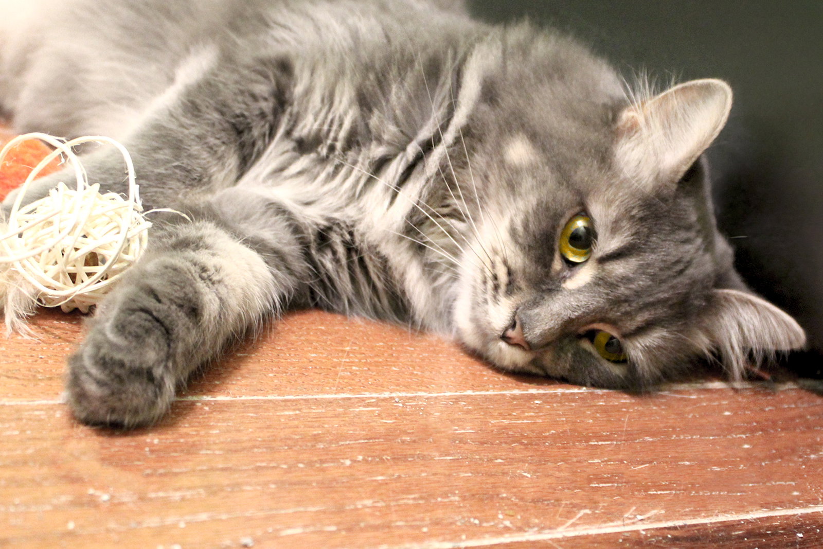 Cats for Adoption in Canton, Georgia | Alpha Paw