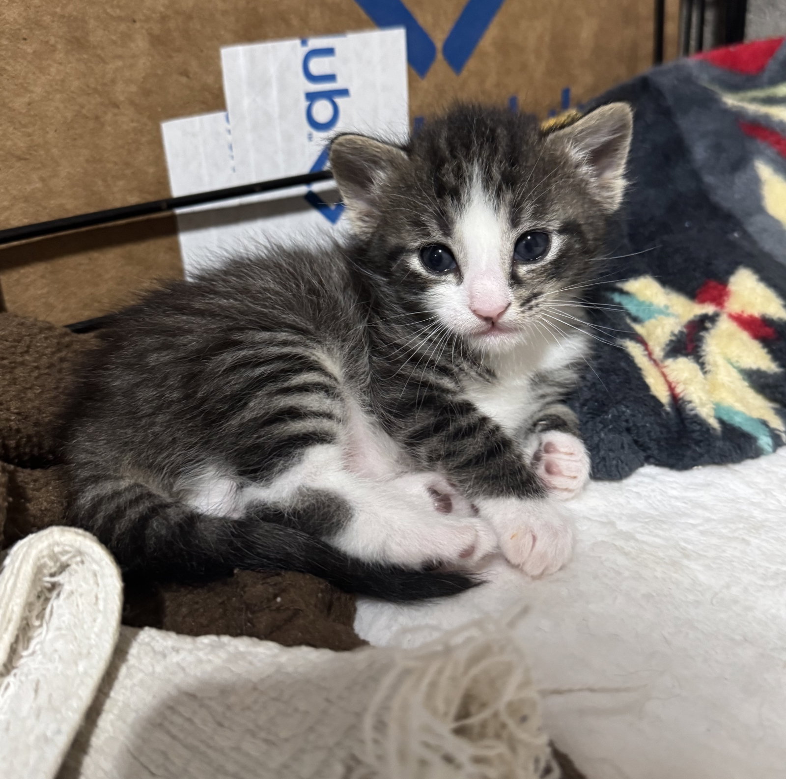 Cats for Adoption in Acworth, Georgia | Alpha Paw