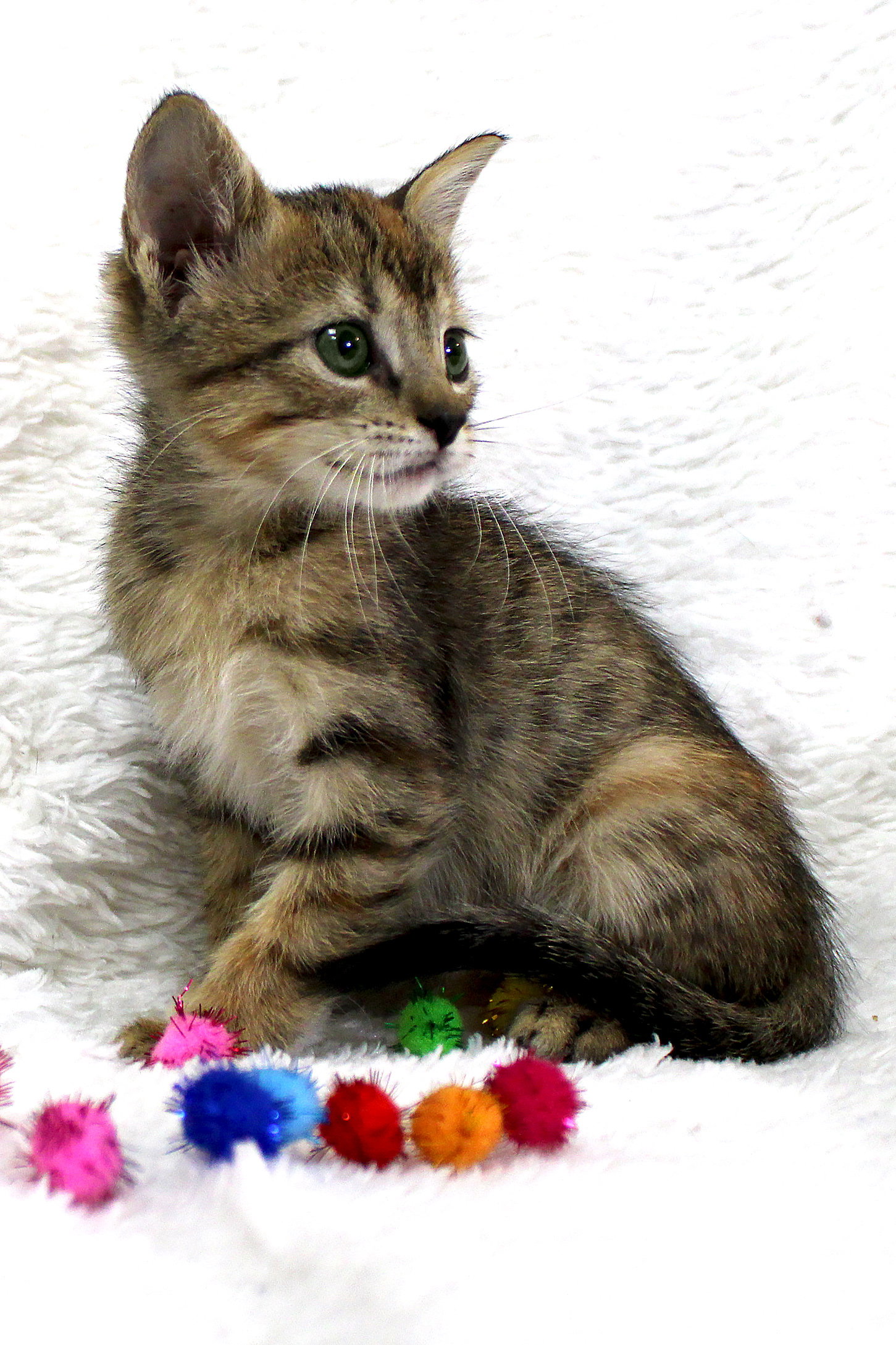 Cats for Adoption in Gwinnett County, Georgia | Alpha Paw