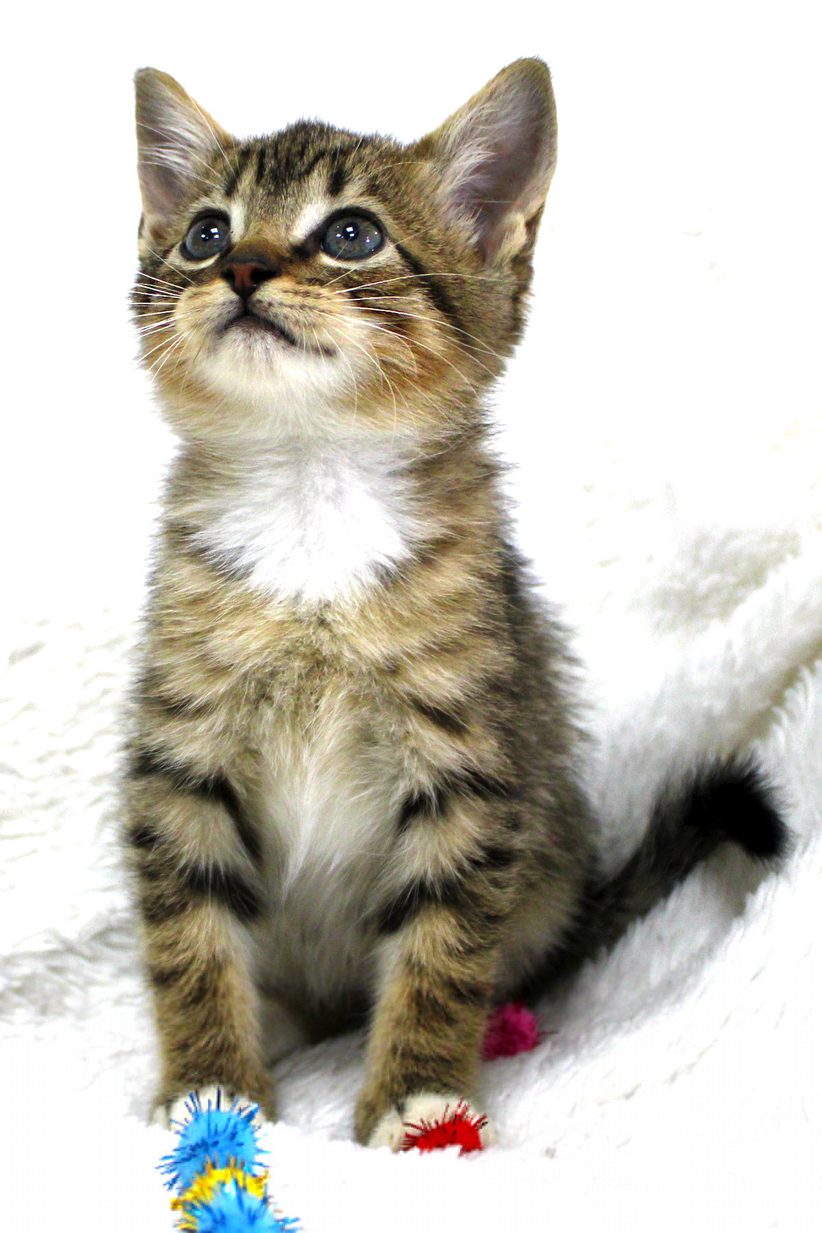 Cats for Adoption in Atlanta, Georgia | Alpha Paw