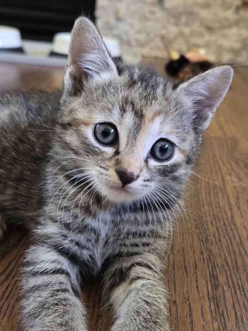 Cats for Adoption in North Druid Hills, Georgia | Alpha Paw