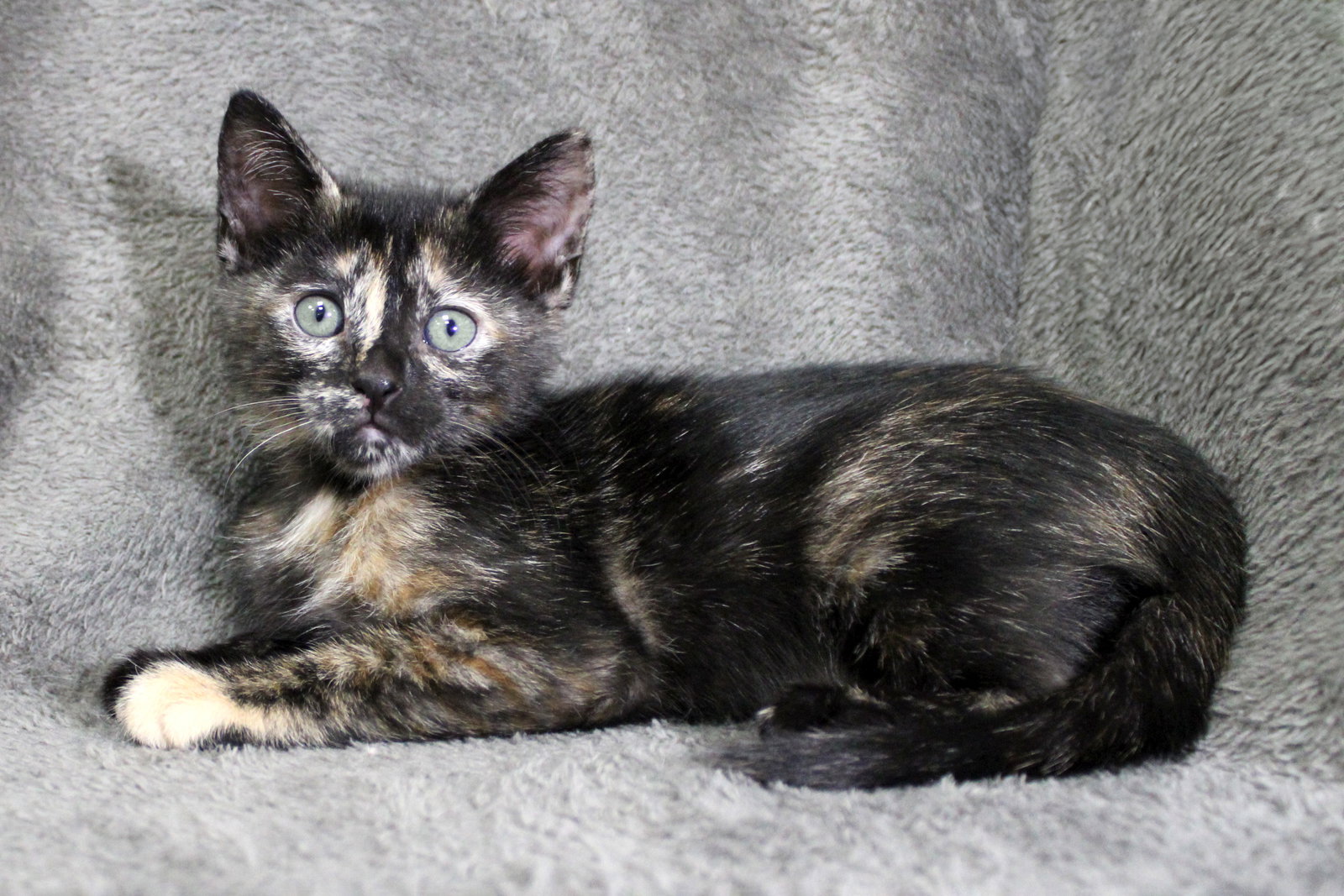 Cats for Adoption in Canton, Georgia | Alpha Paw