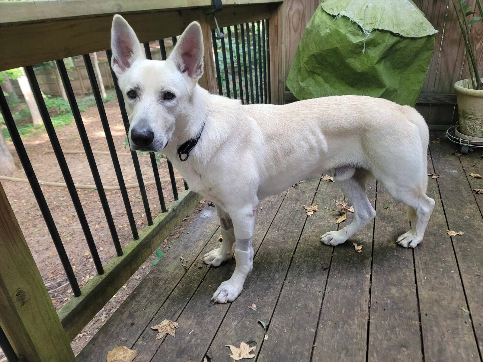 Dog for Adoption - Jackson, a White German Shepherd in Algonquin, IL ...