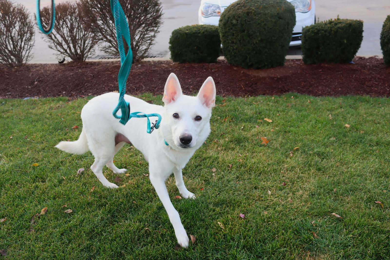 Dog for Adoption - Sassy, a White German Shepherd in Sharon, WI | Alpha Paw