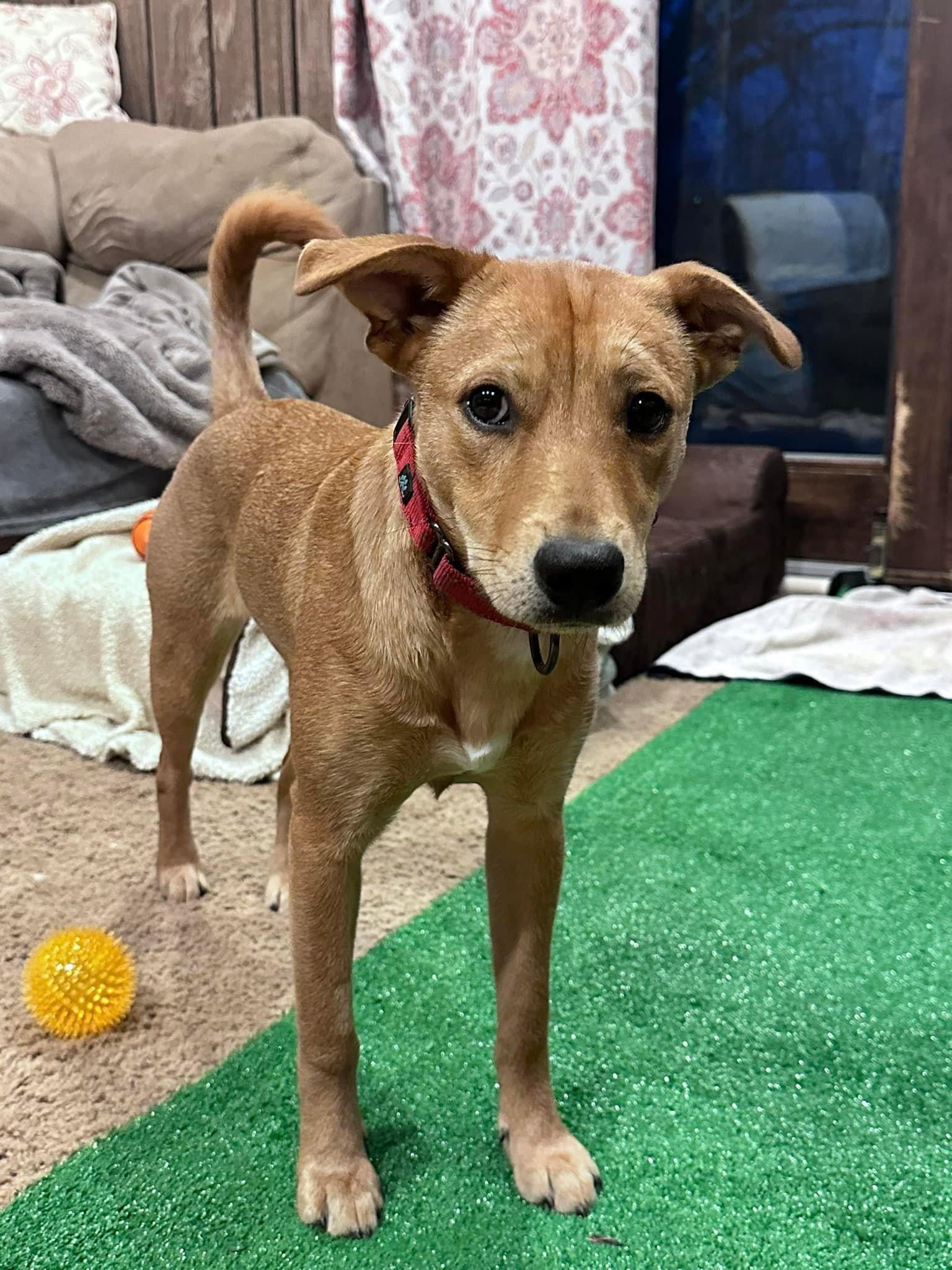 Dog for Adoption - Priscilla, a German Shepherd Dog in Oswego, IL ...