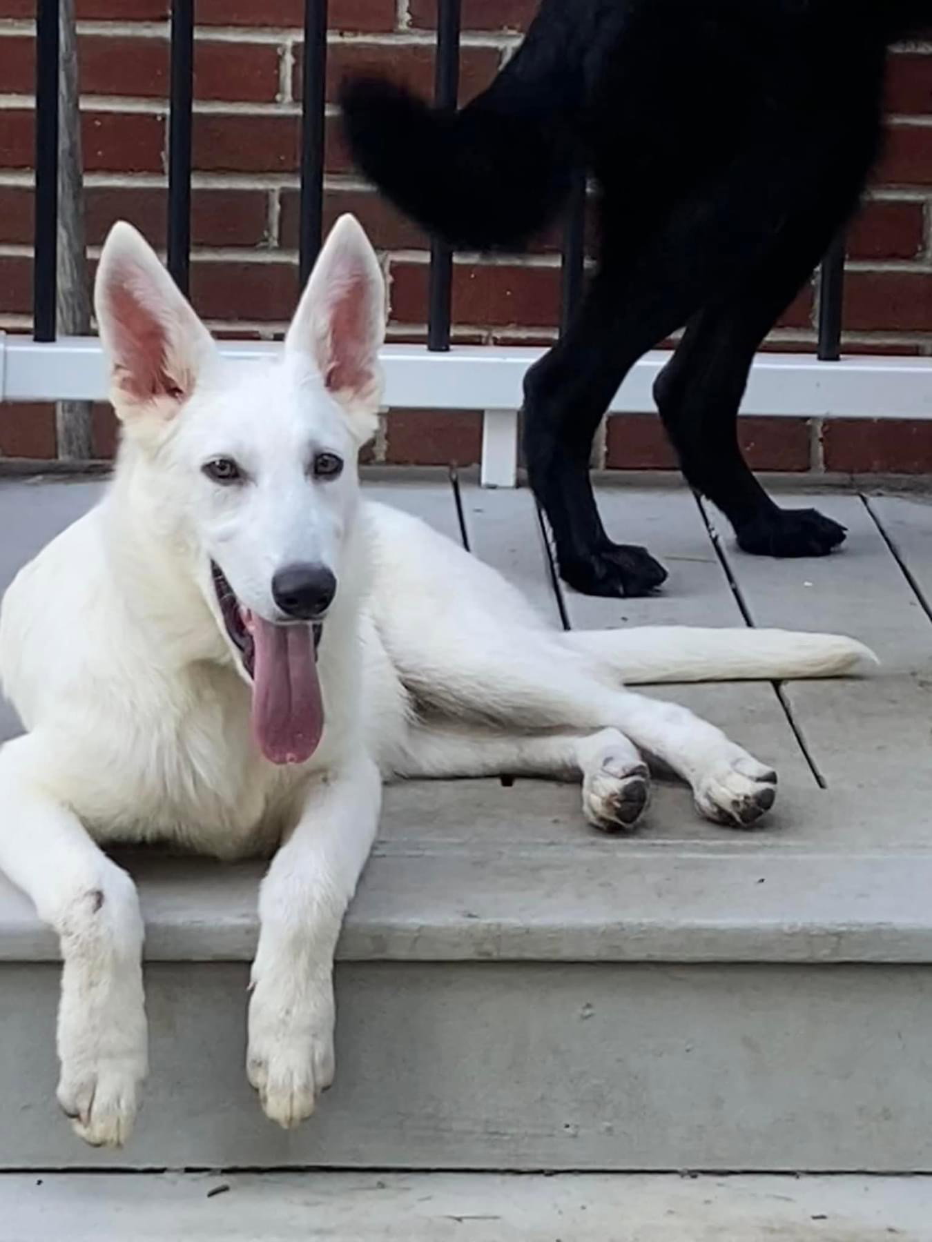 Dog for Adoption - Cobalt, a White German Shepherd in Chicago Lawn, IL ...