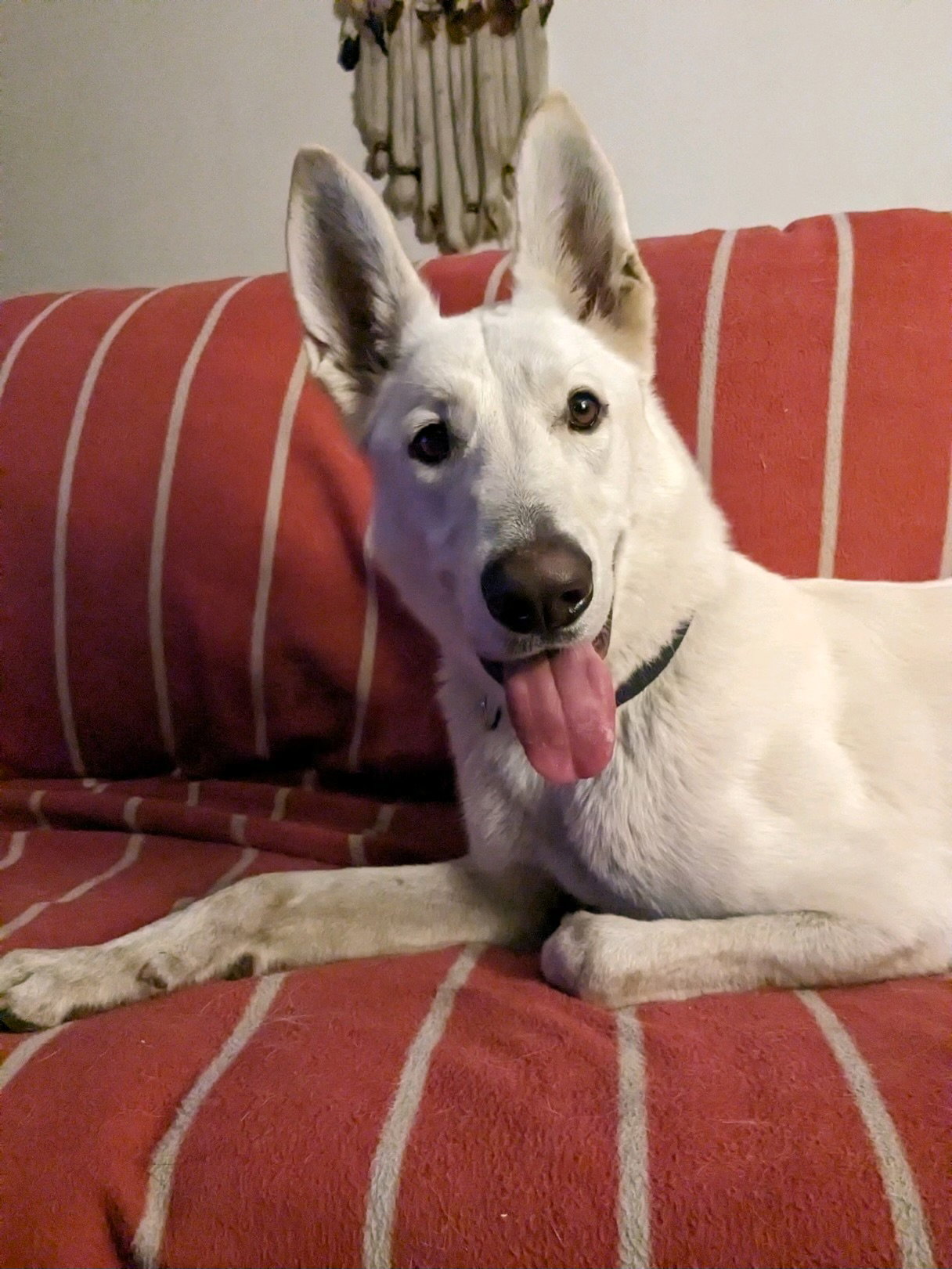 Dog for Adoption - Bombon, a White German Shepherd in Channel Lake, IL ...