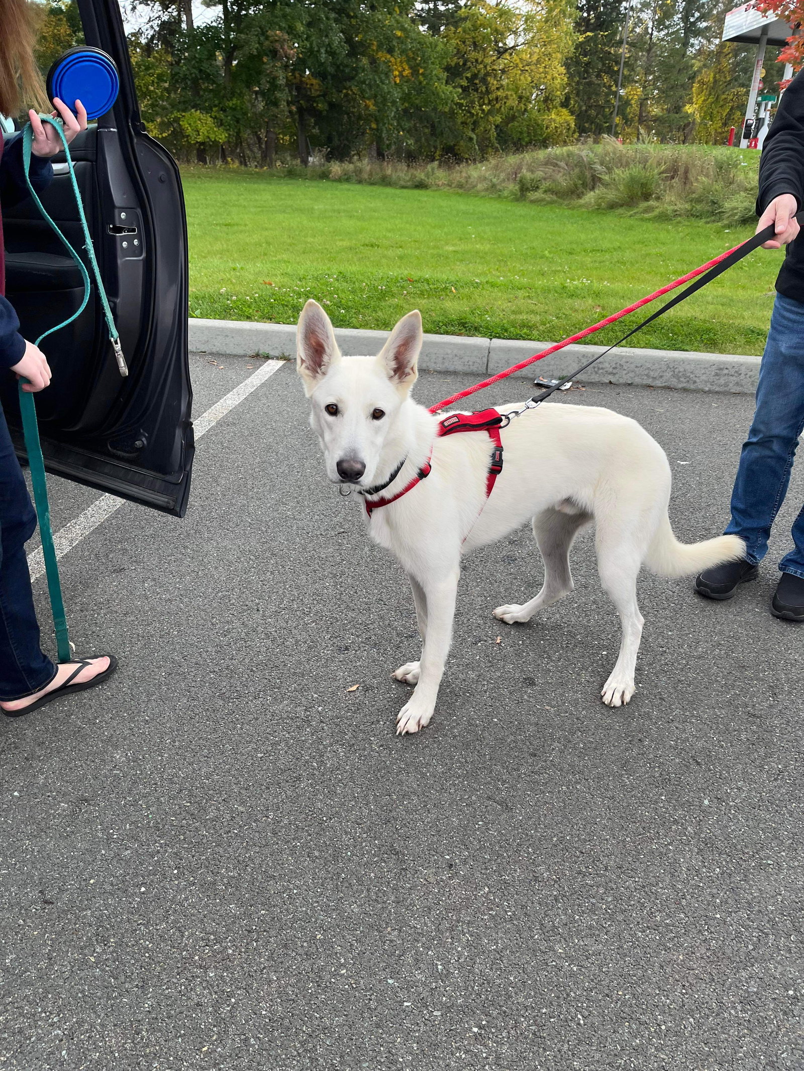 Dog for Adoption - Bombon, a White German Shepherd in Channel Lake, IL ...