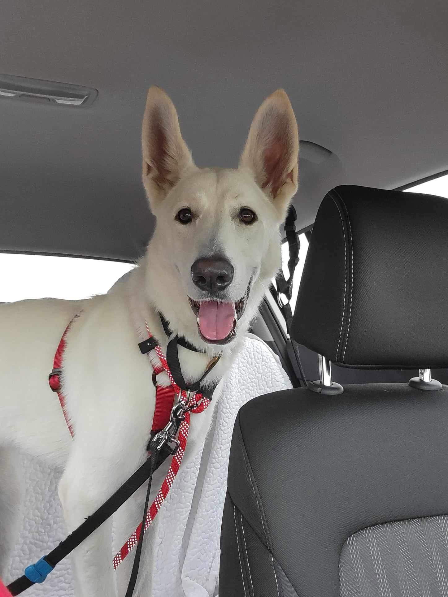 Dog for Adoption - Bombon, a White German Shepherd in Channel Lake, IL ...