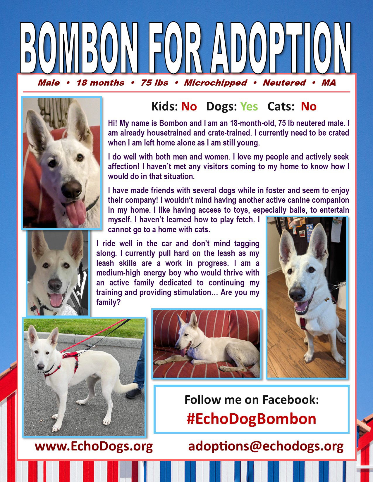 Dog for Adoption - Bombon, a White German Shepherd in Channel Lake, IL ...