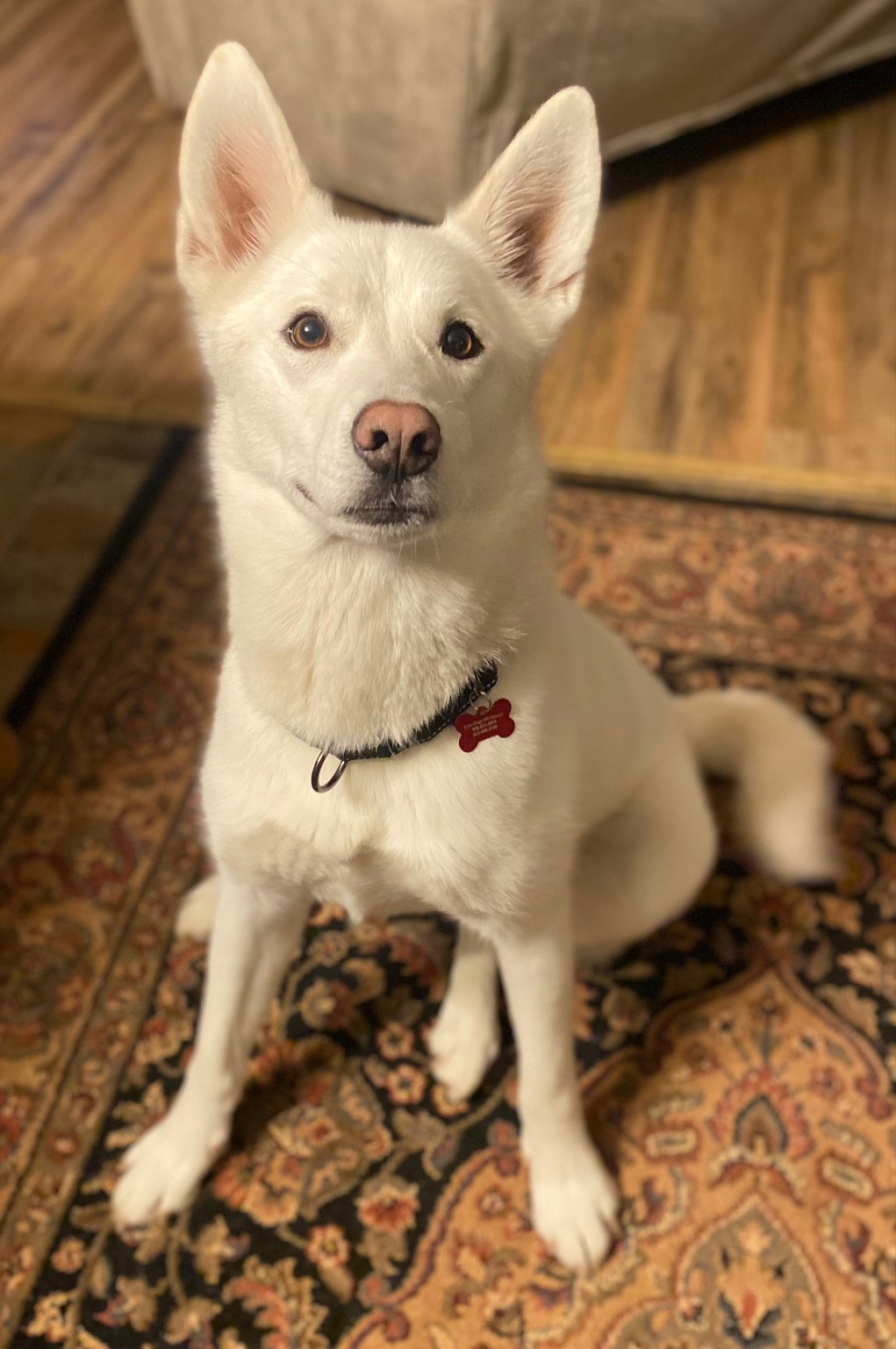 Dog for Adoption - Vuk, a White German Shepherd in Dyer, IN | Alpha Paw