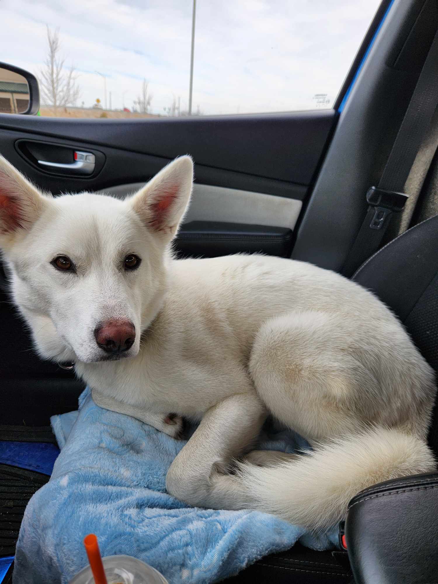 Dog for Adoption - Vuk, a White German Shepherd in Whiting, IN | Alpha Paw