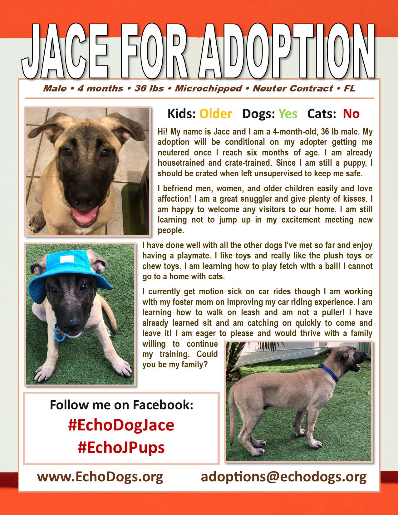 Dog for Adoption - Jace, a White German Shepherd in Portage Park, IL ...