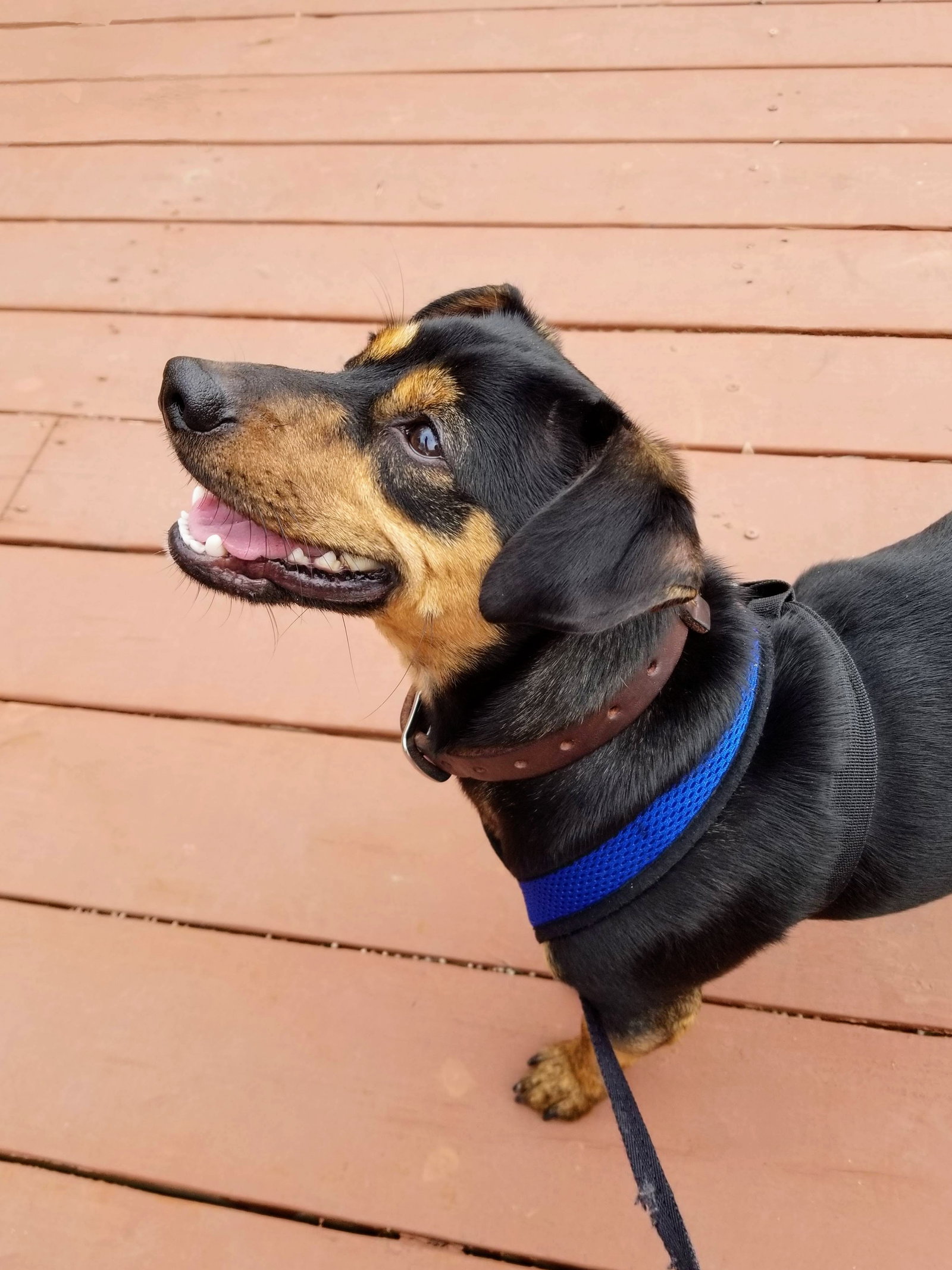 Pickles' Web Page