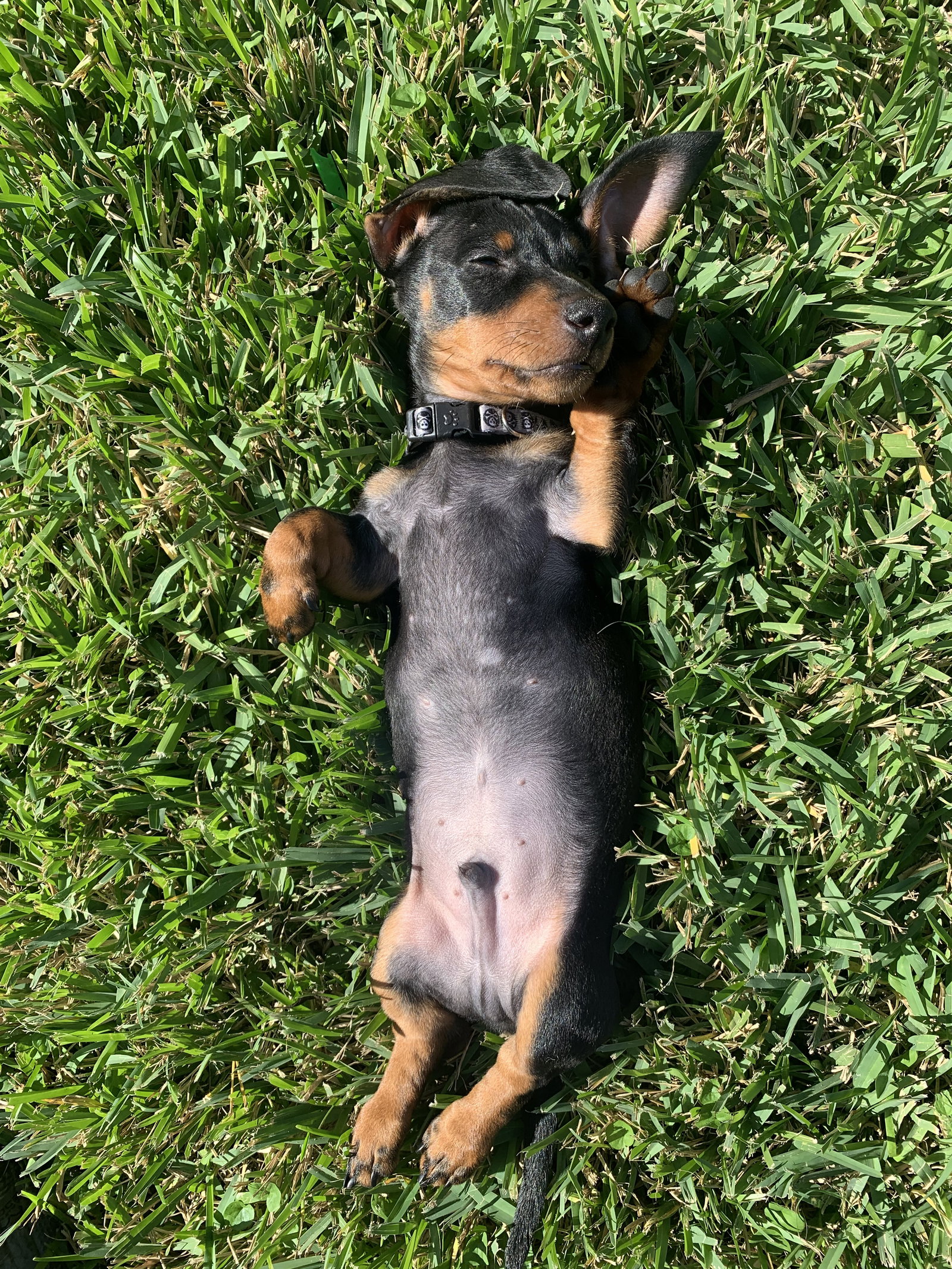 Dog for Adoption - Willie, a Dachshund in Jacinto City, TX | Alpha Paw